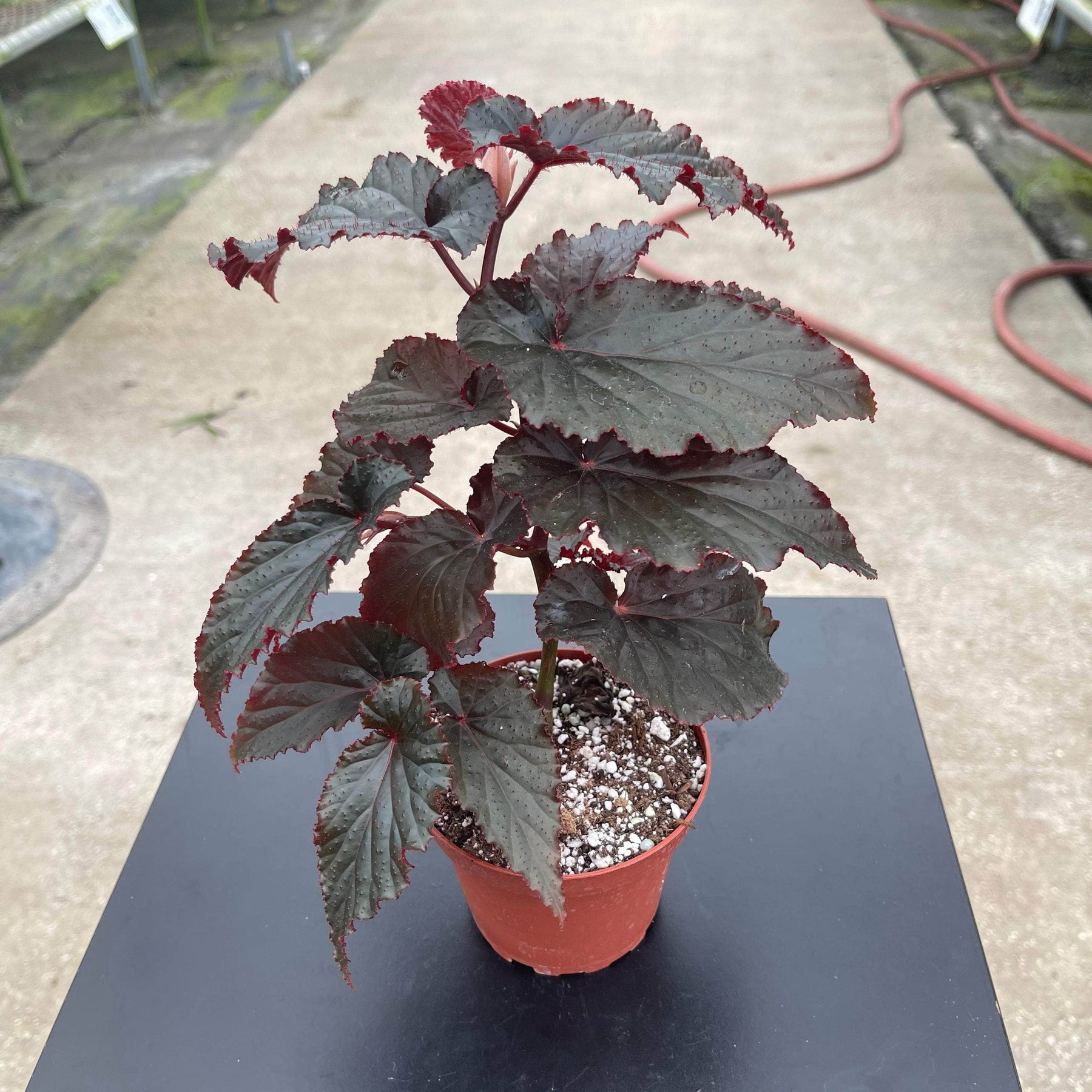 Begonia 'Black Magic' - Gabriella Plants