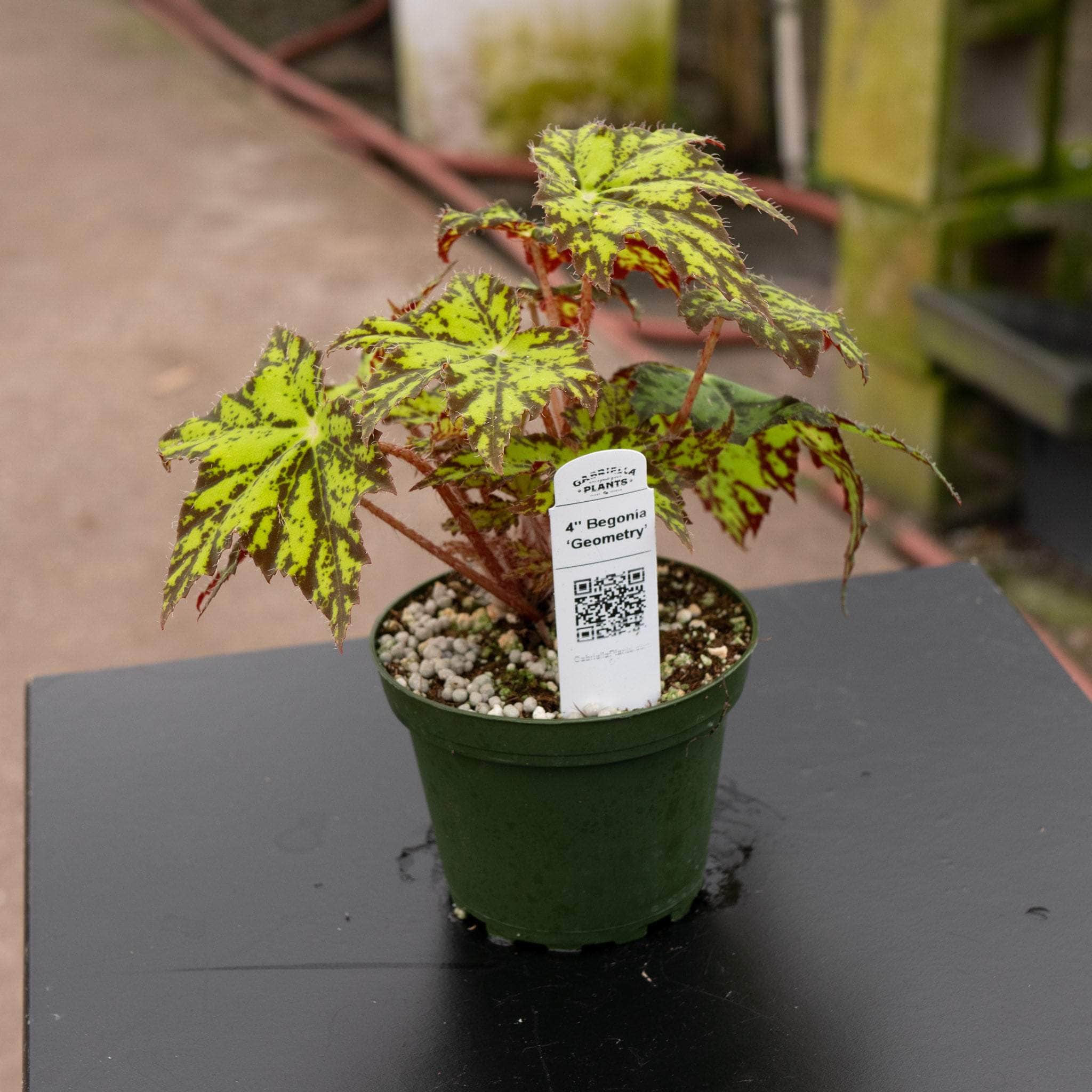 Begonia ‘Geometry’ - Gabriella Plants