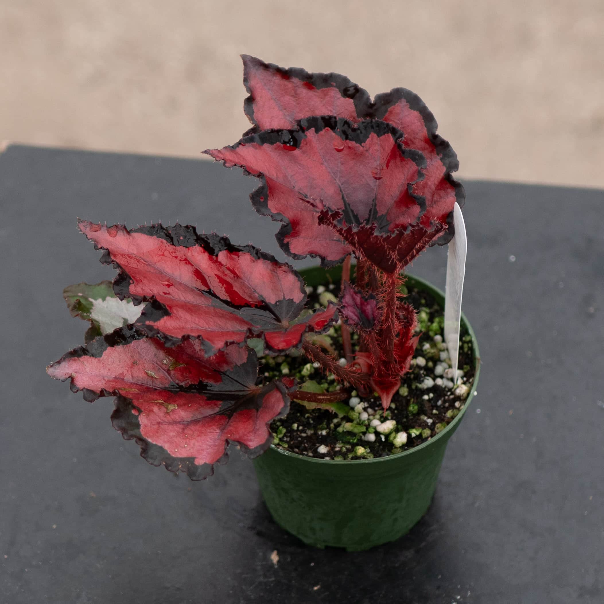 Begonia rex 'Harmony's Red Robin' - Gabriella Plants
