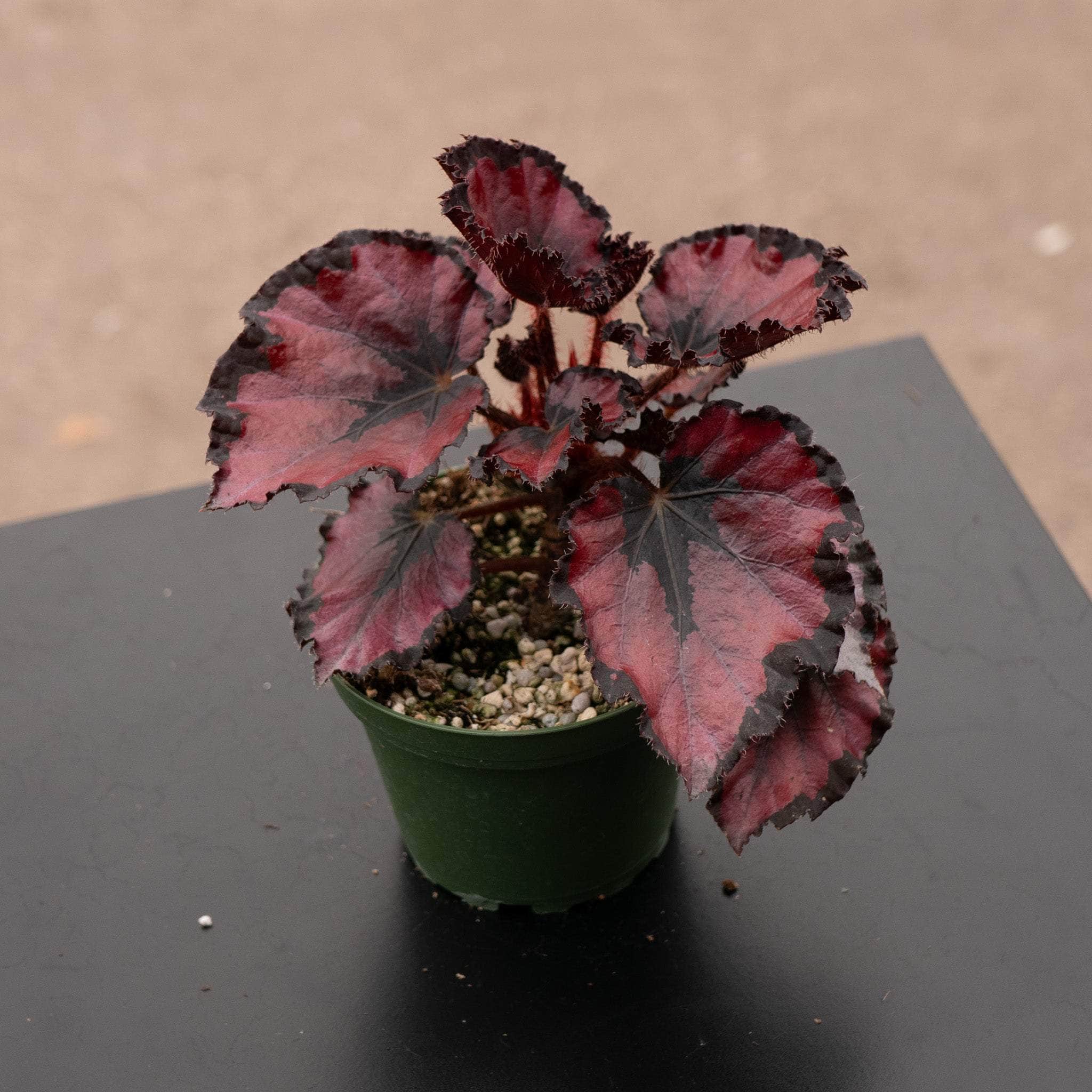 Begonia rex 'Harmony's Red Robin' - Gabriella Plants