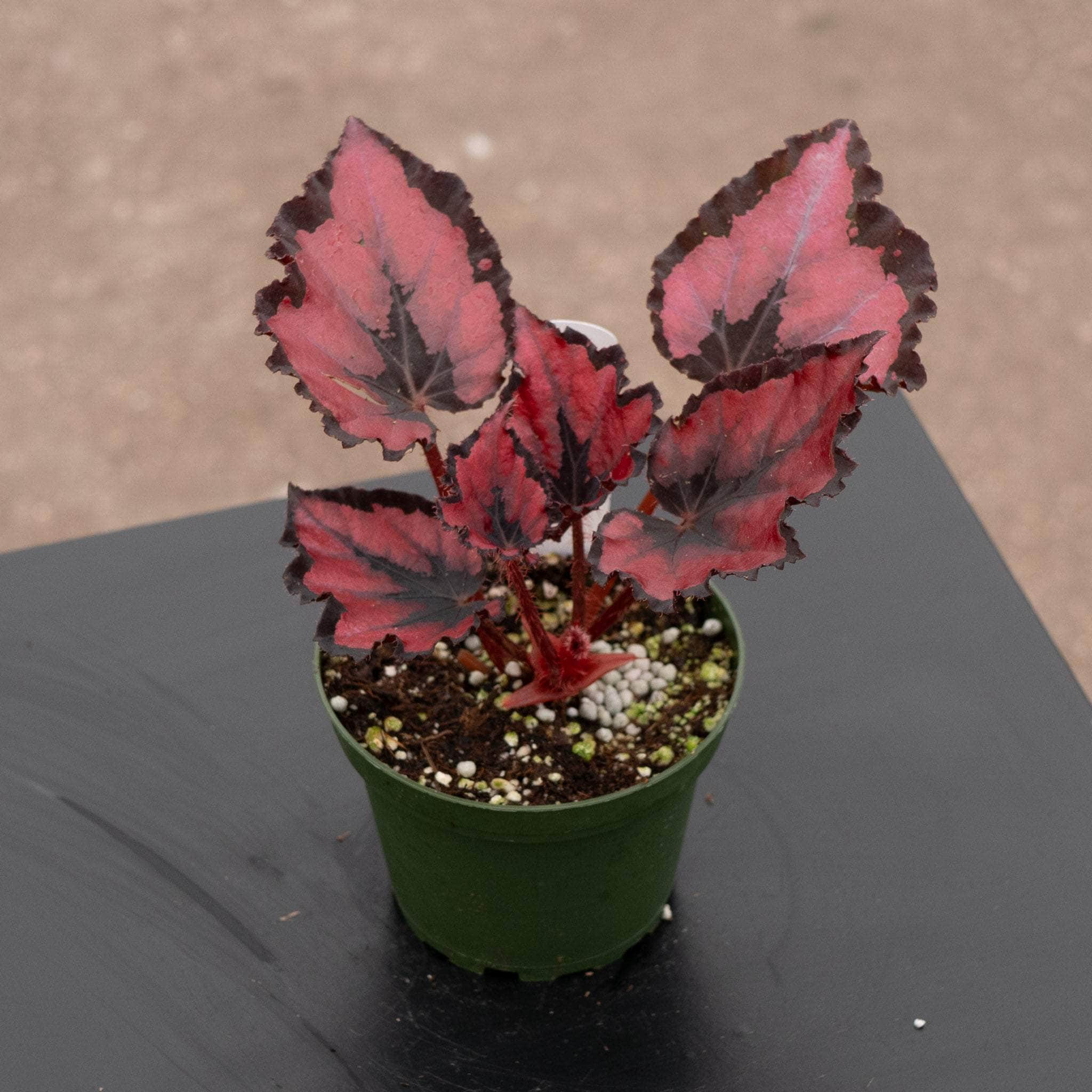 Begonia rex 'Harmony's Red Robin' - Gabriella Plants