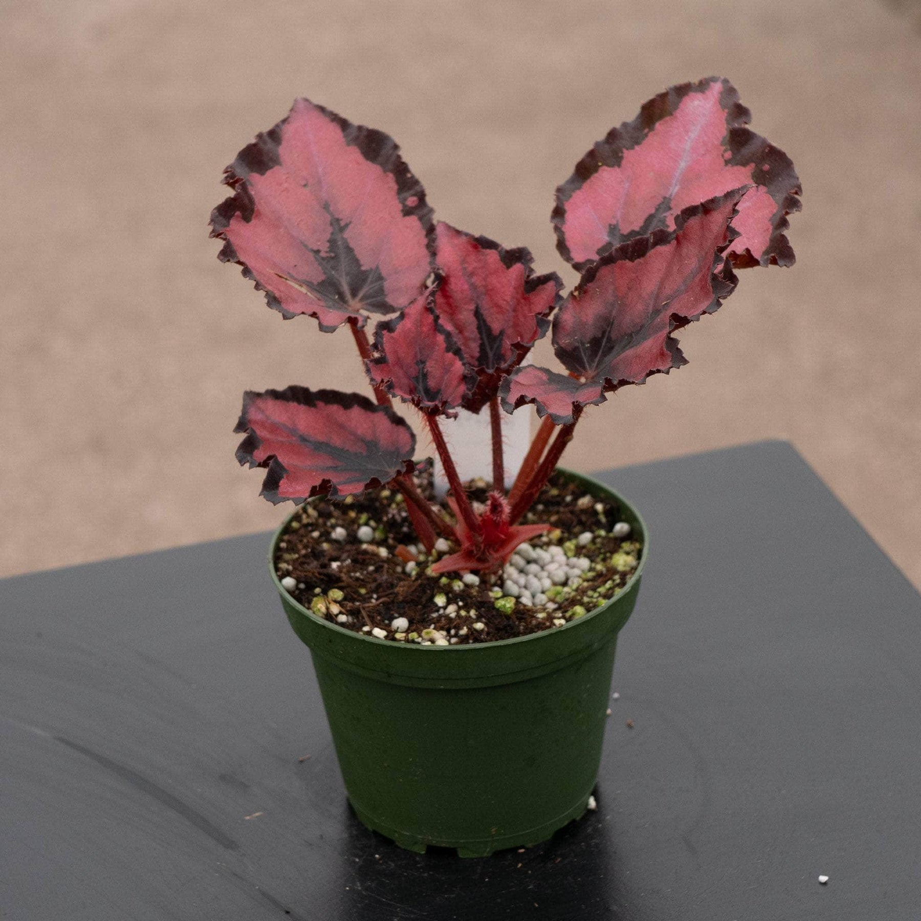 Begonia rex 'Harmony's Red Robin' - Gabriella Plants
