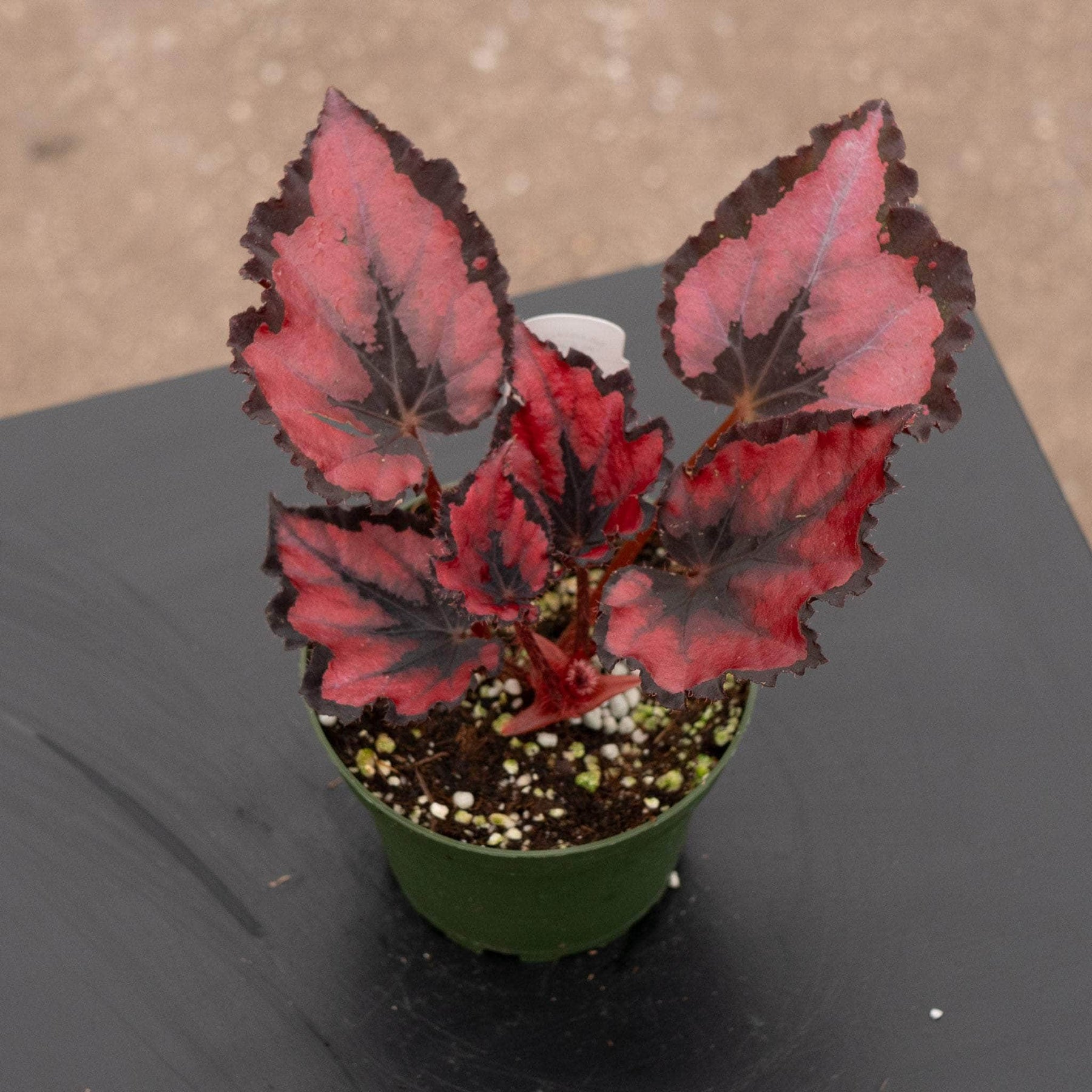 Begonia rex 'Harmony's Red Robin' - Gabriella Plants