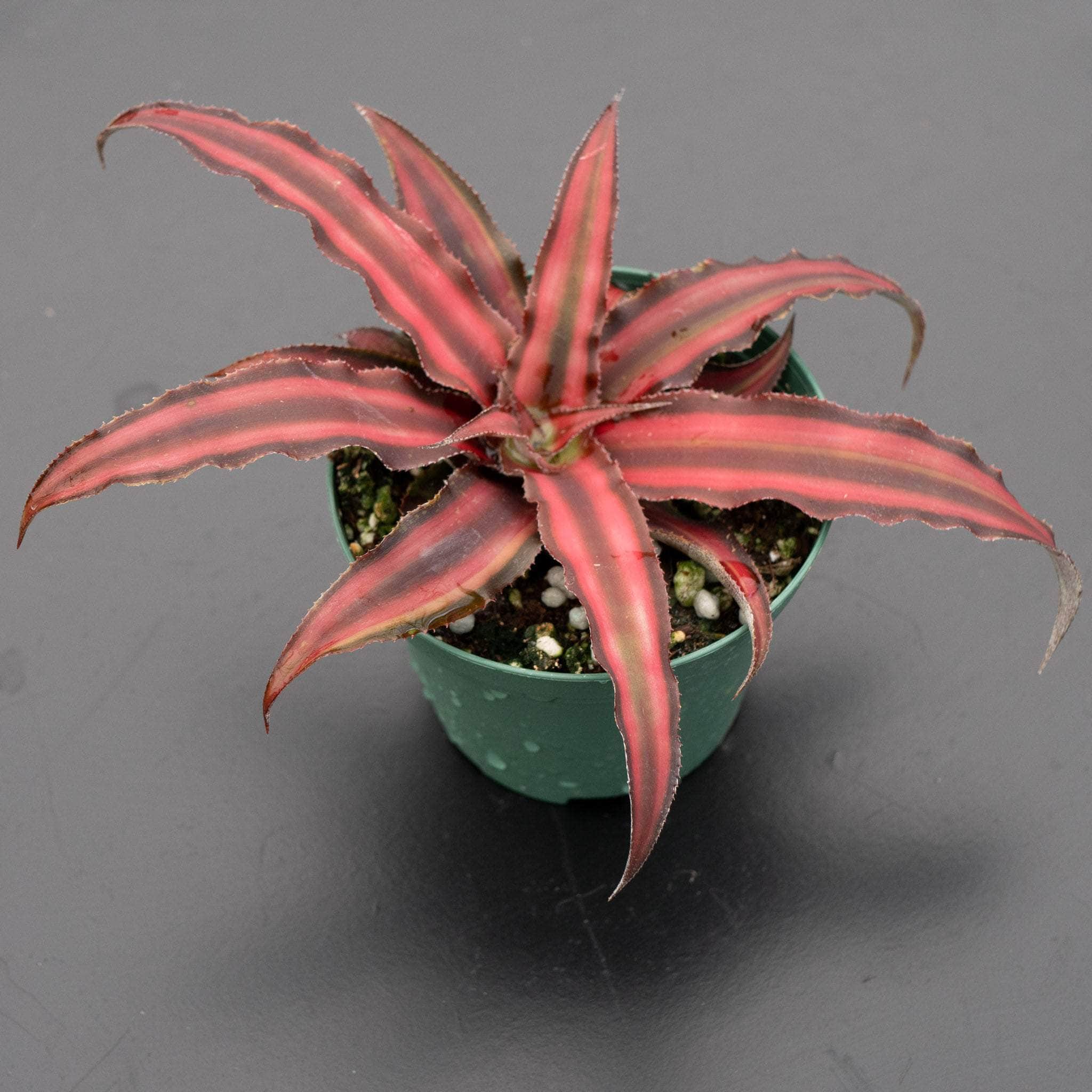 Bromeliad Cryptanthus 'Red Star' - Gabriella Plants