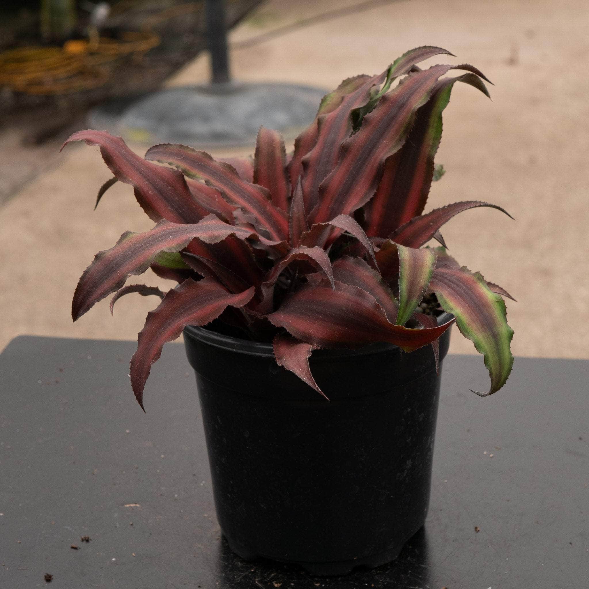 Bromeliad Cryptanthus 'Red Star' - Gabriella Plants