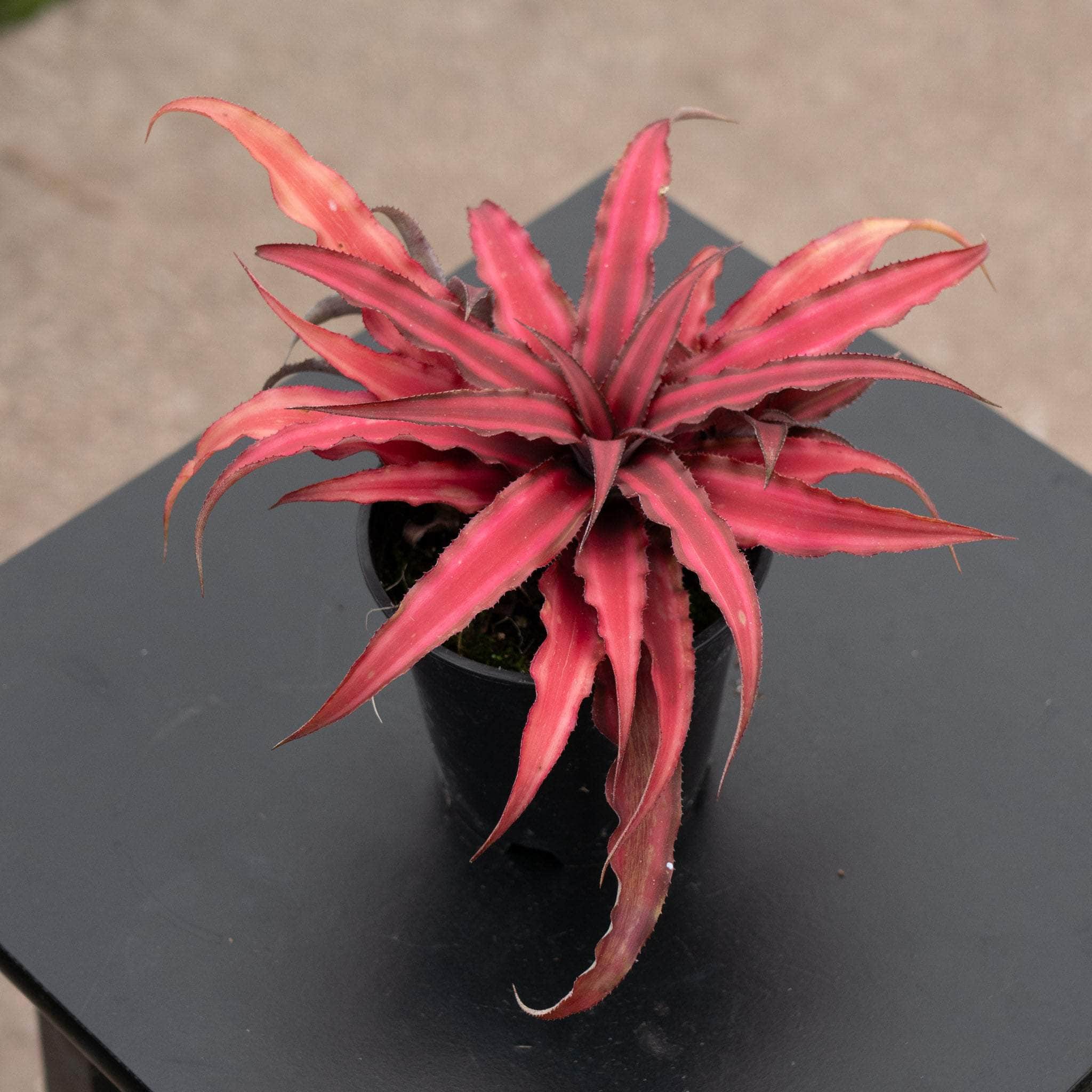 Bromeliad Cryptanthus 'Red Star' - Gabriella Plants