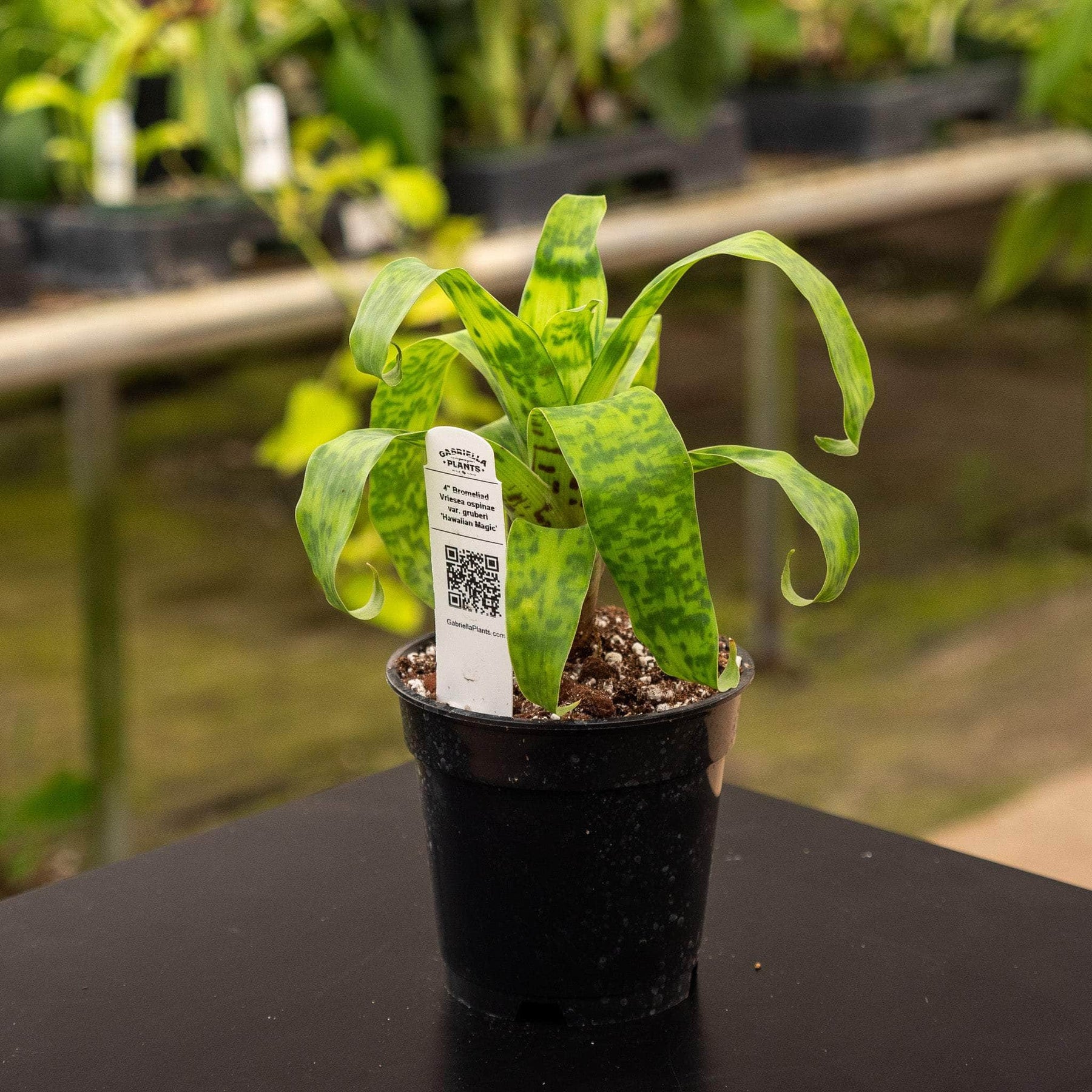 Bromeliad Vriesea ospinae var. gruberi 'Hawaiian Magic' - Gabriella Plants