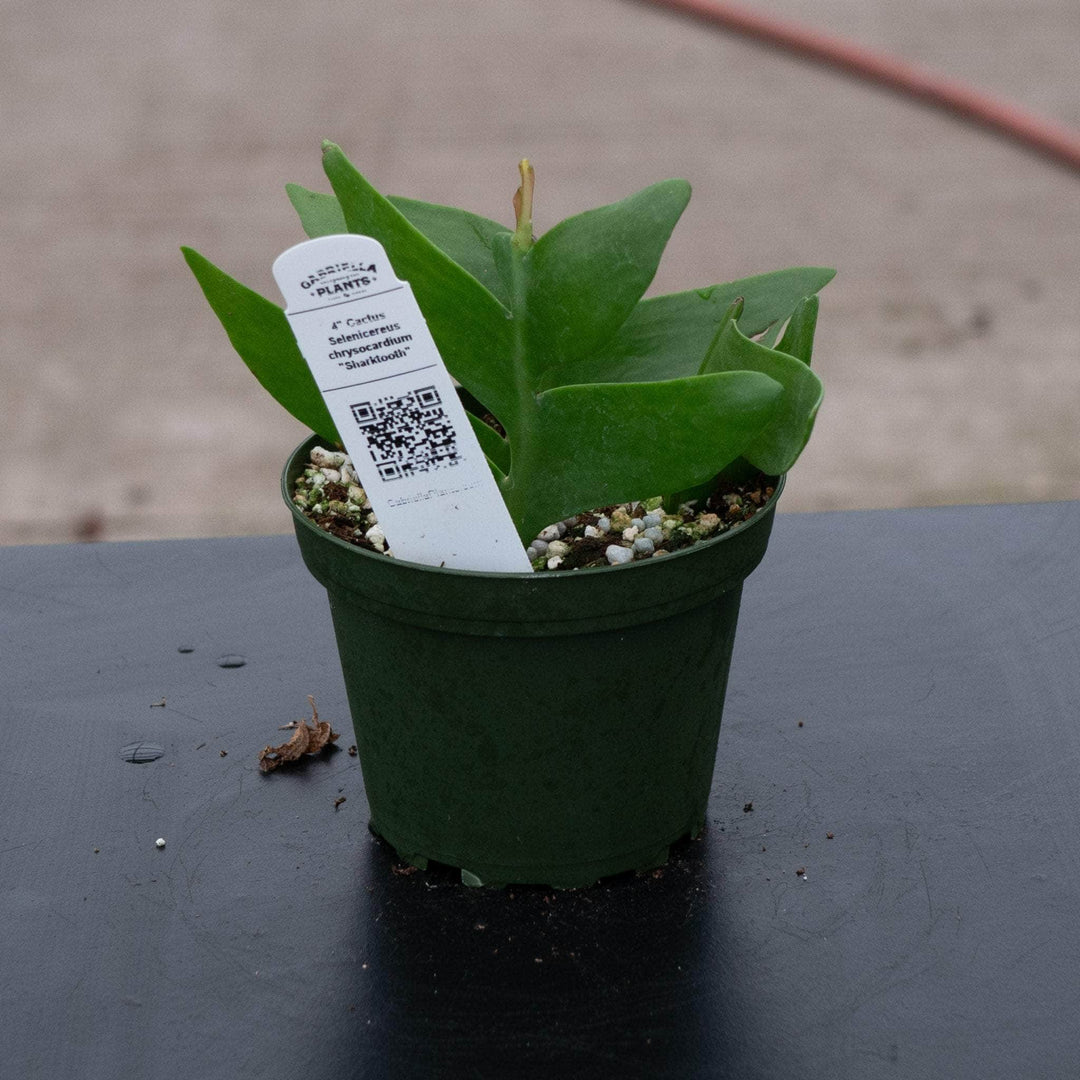Cactus Selenicereus chrysocardium "Sharktooth" - Gabriella Plants