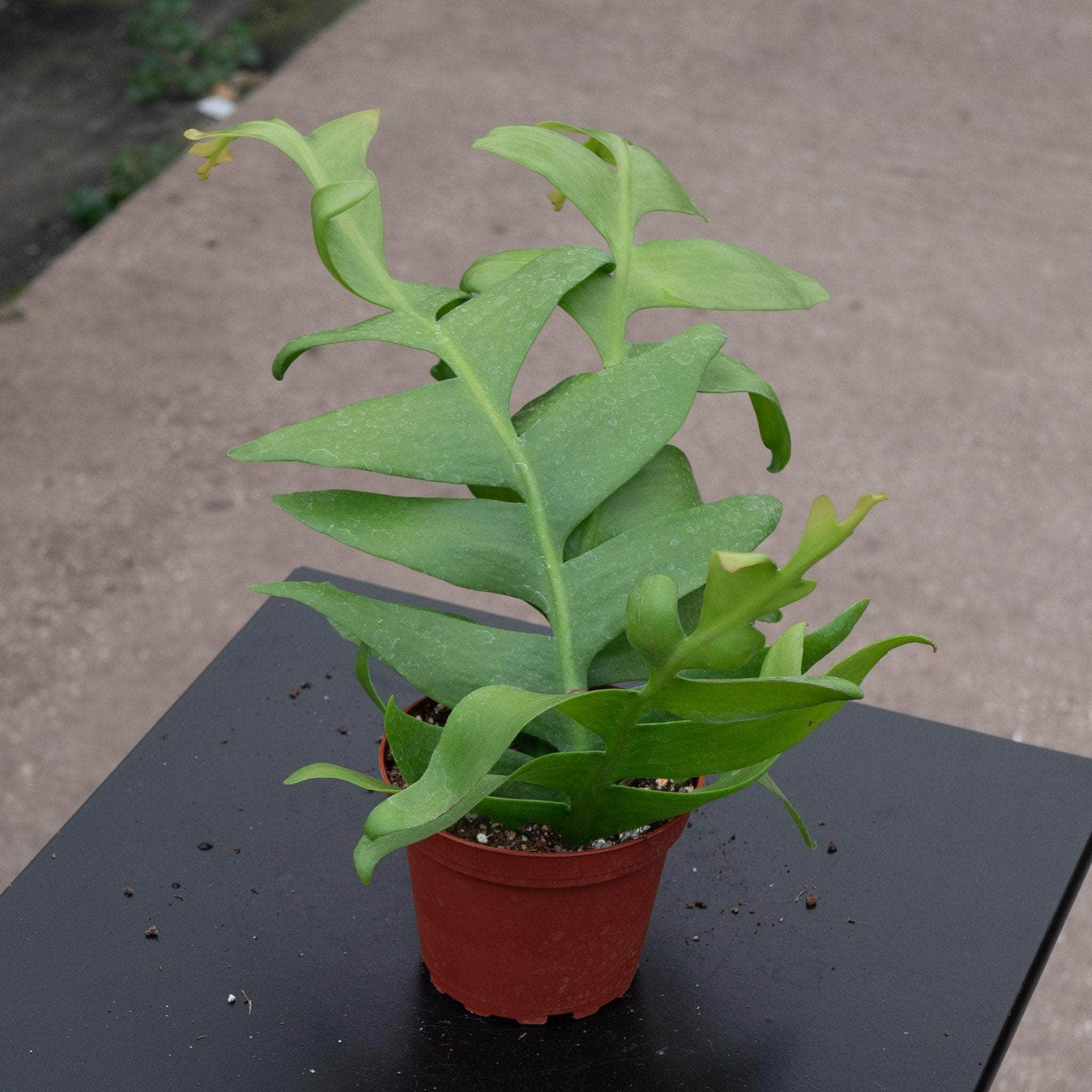 Cactus Selenicereus chrysocardium "Sharktooth" - Gabriella Plants