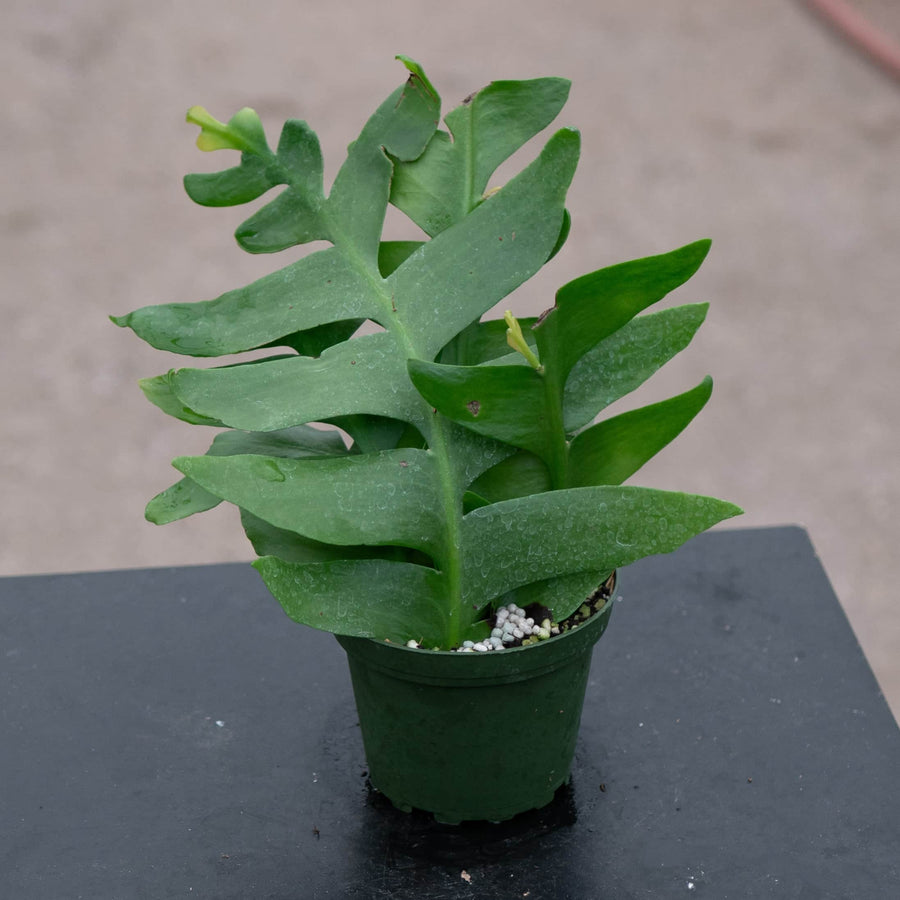Cactus Selenicereus chrysocardium "Sharktooth" - Gabriella Plants