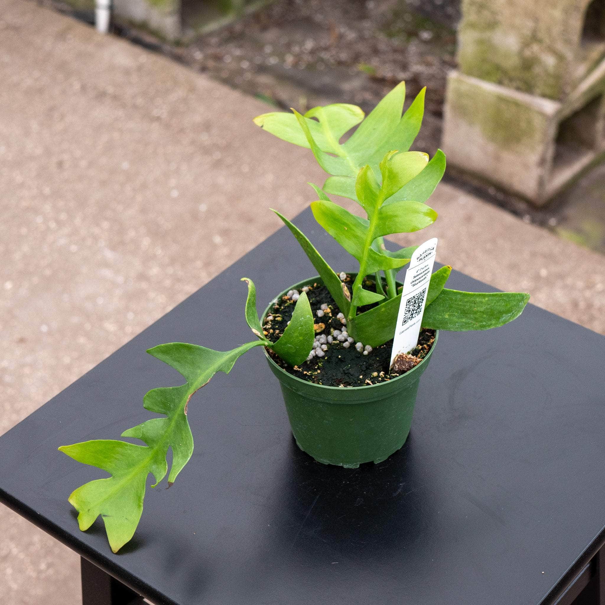 Cactus Selenicereus chrysocardium "Sharktooth" - Gabriella Plants
