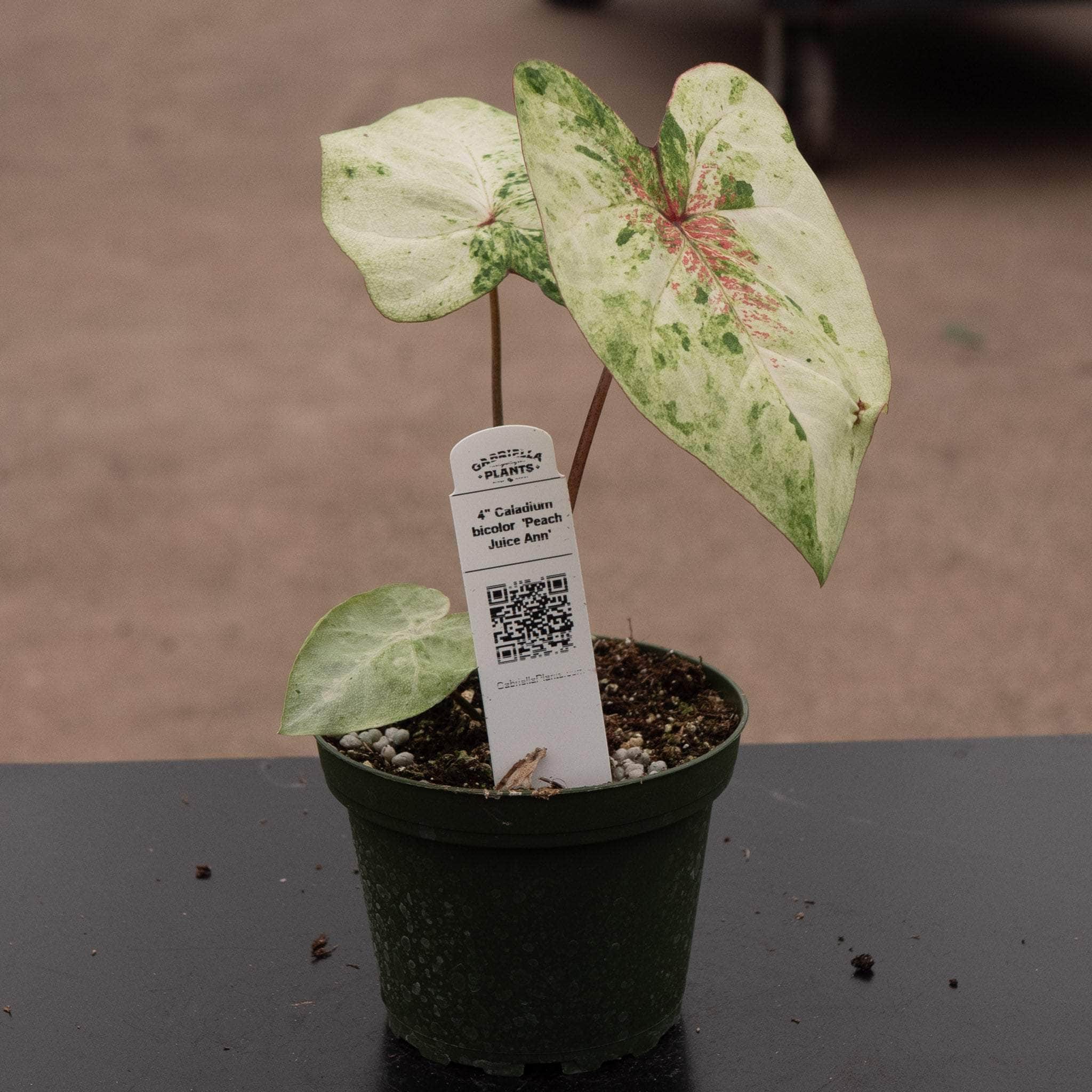 Caladium bicolor 'Peach Juice Ann' - Gabriella Plants