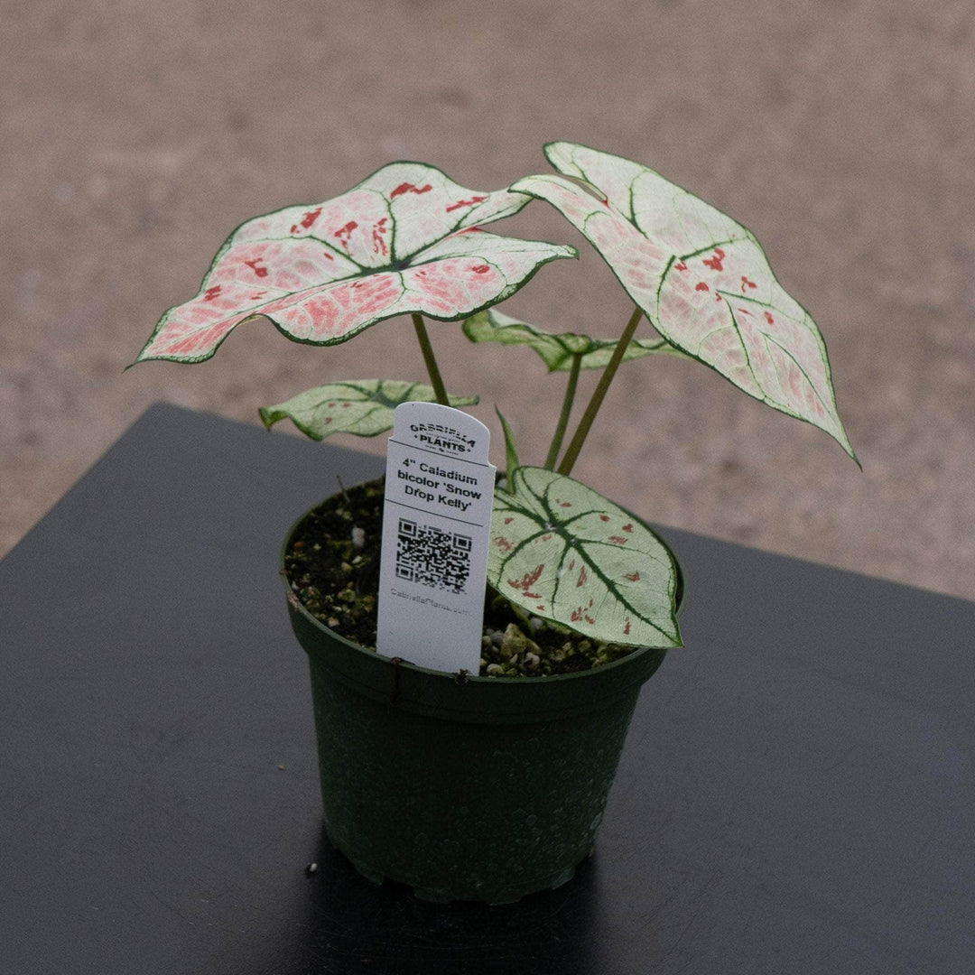 Caladium bicolor 'Snow' - Gabriella Plants