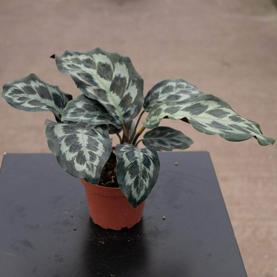 Calathea - Gabriella Plants