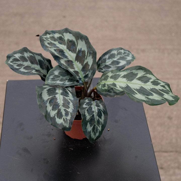 Calathea - Gabriella Plants