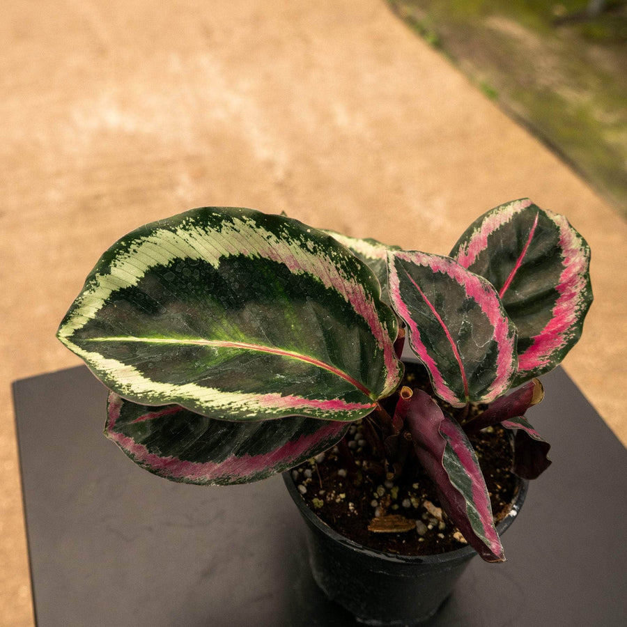 Calathea roseopicta ‘Angela’ - Gabriella Plants