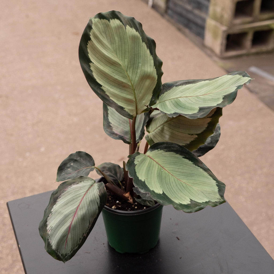 Calathea - Gabriella Plants