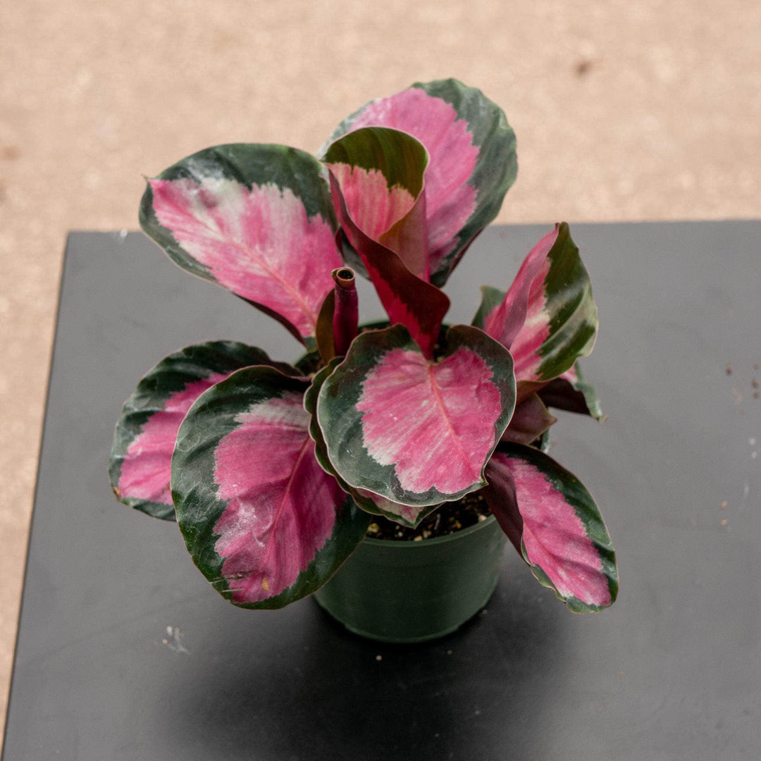 Calathea roseopicta 'Rosey' - Gabriella Plants