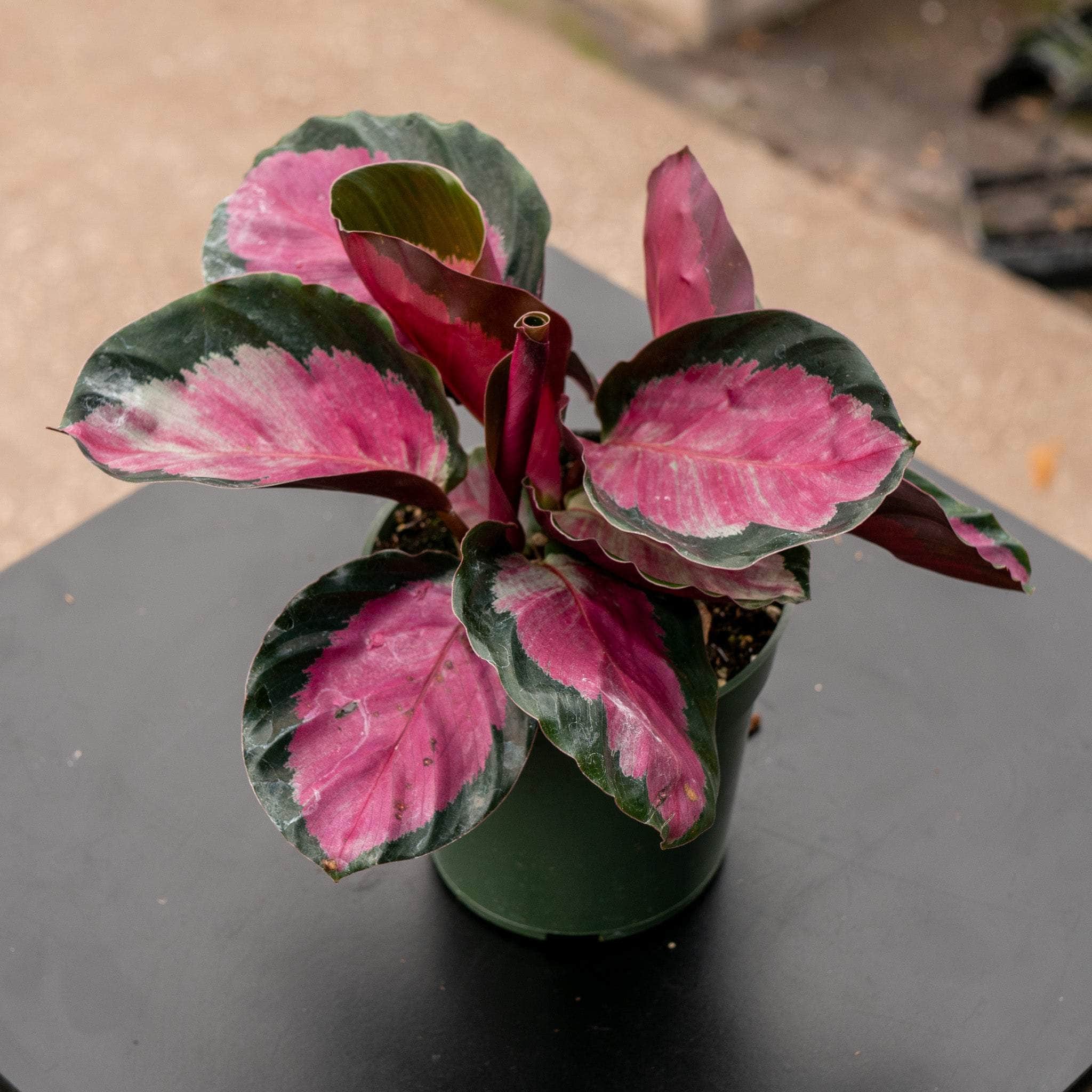 Calathea roseopicta 'Rosey' - Gabriella Plants