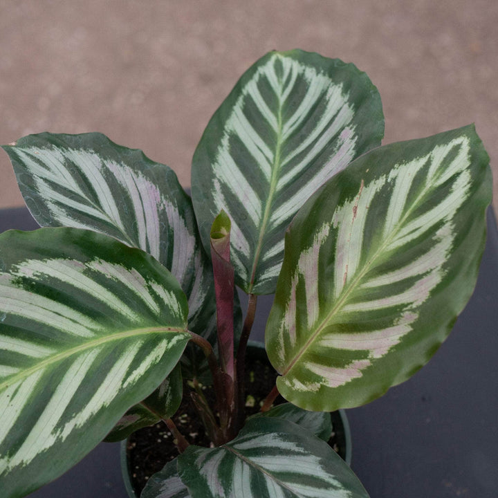 Calathea - Gabriella Plants