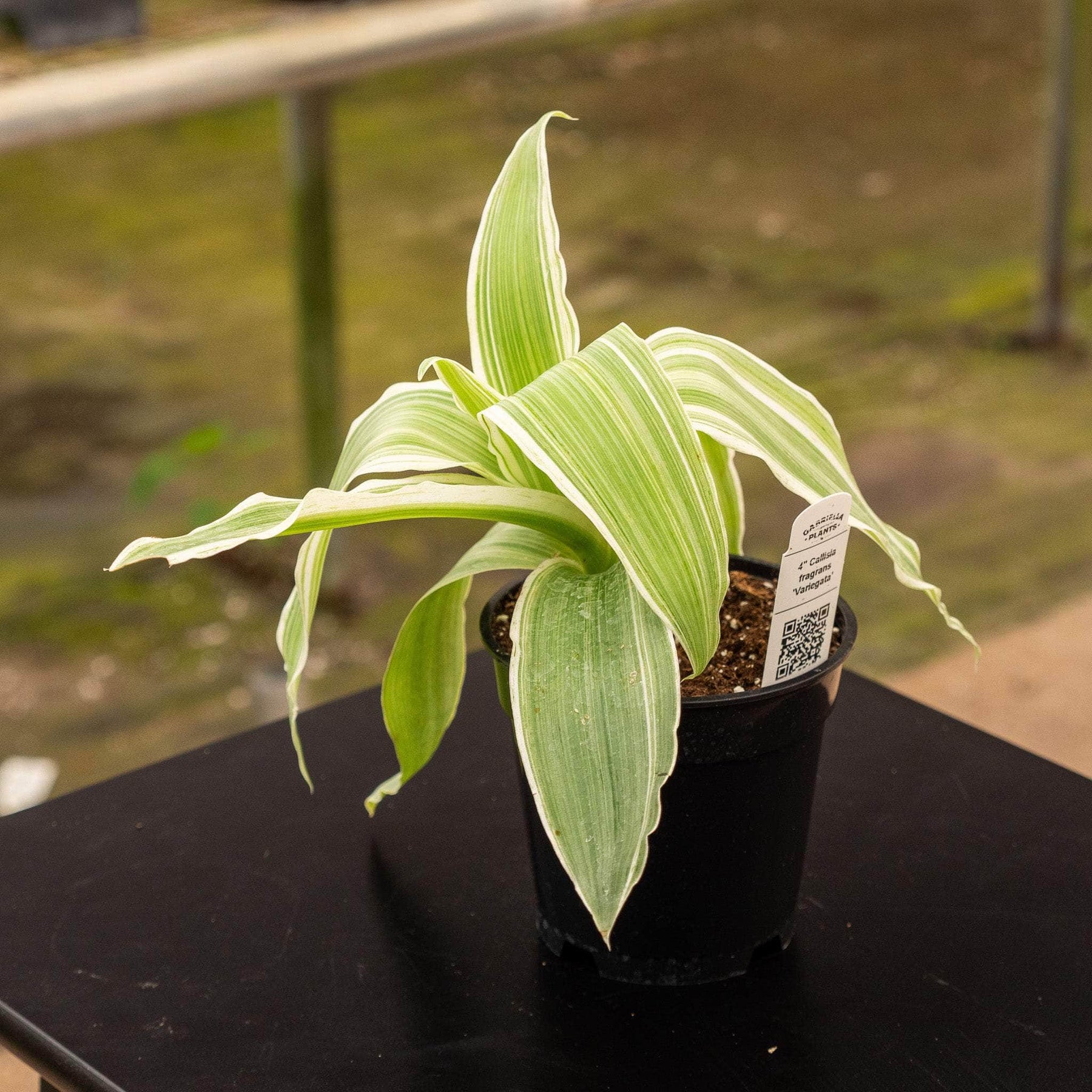 Callisia fragrans 'Variegata' - Gabriella Plants