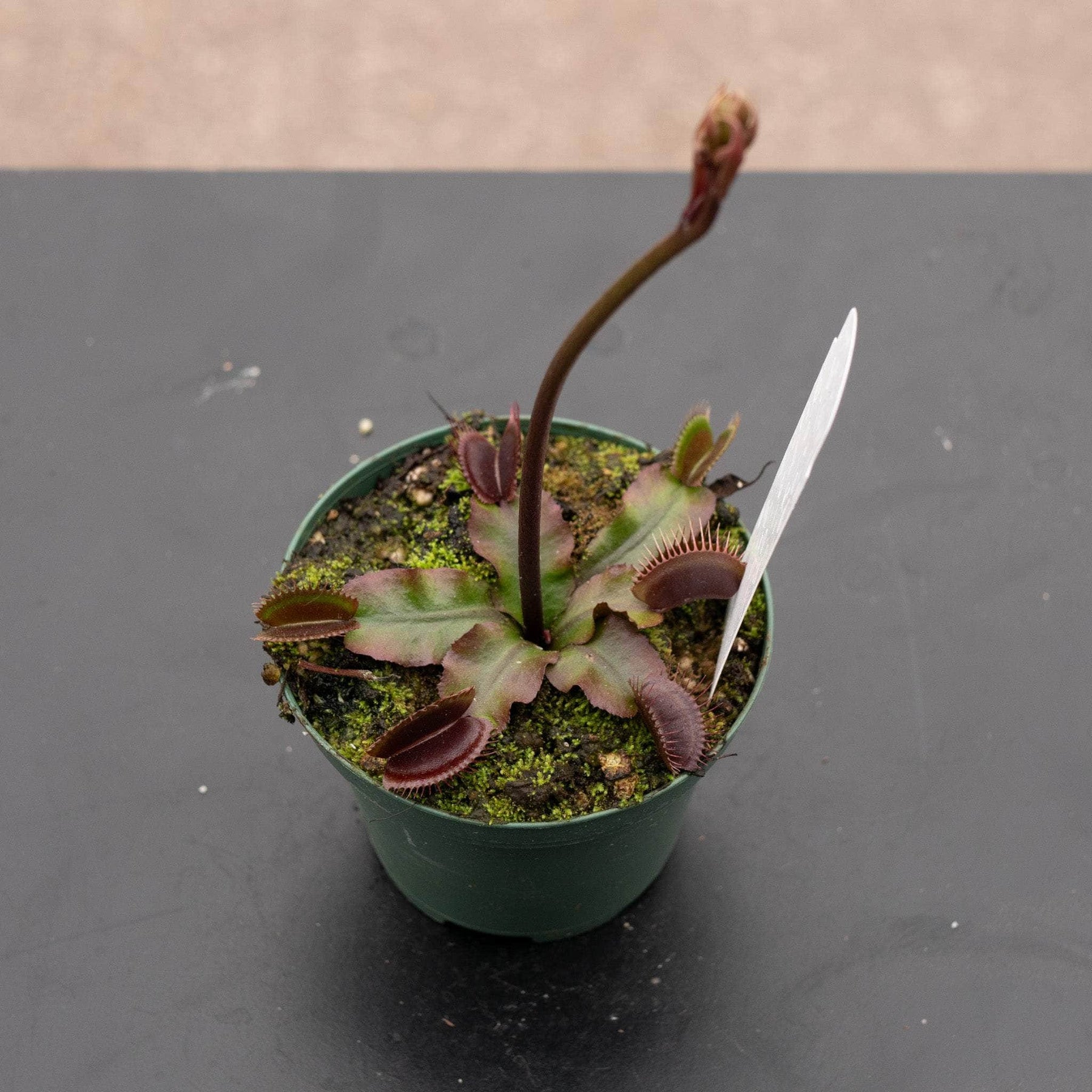 Carnivorous Dionaea muscipula 'Akai Ryu' "Red Dragon Venus Flytrap ...