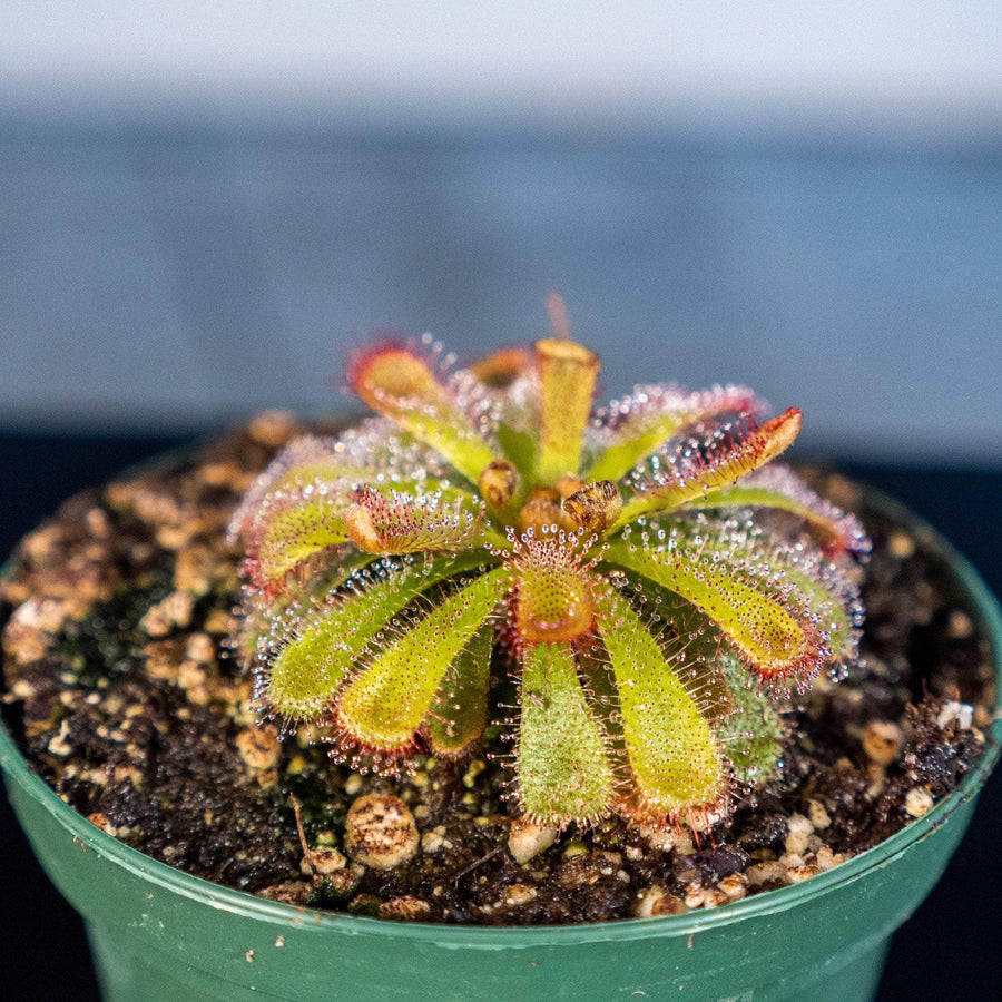 Carnivorous Drosera aliciae "Sundew" - Gabriella Plants