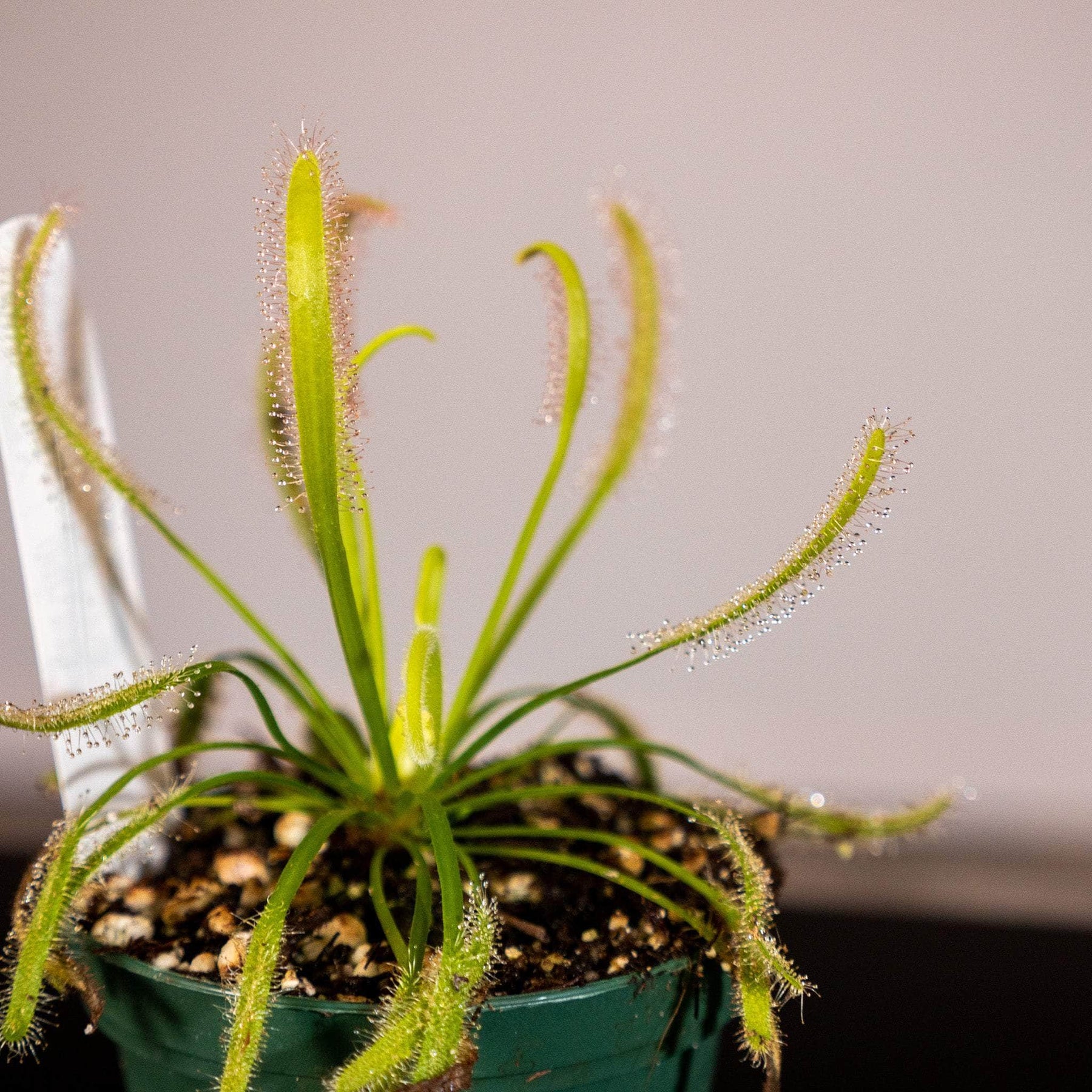 Carnivorous Drosera capensis ‘Alba’ "Sundew" - Gabriella Plants
