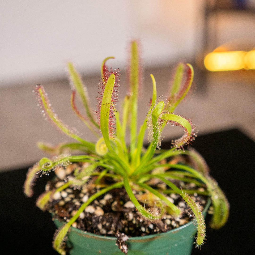Carnivorous Drosera capensis "Sundew" - Gabriella Plants