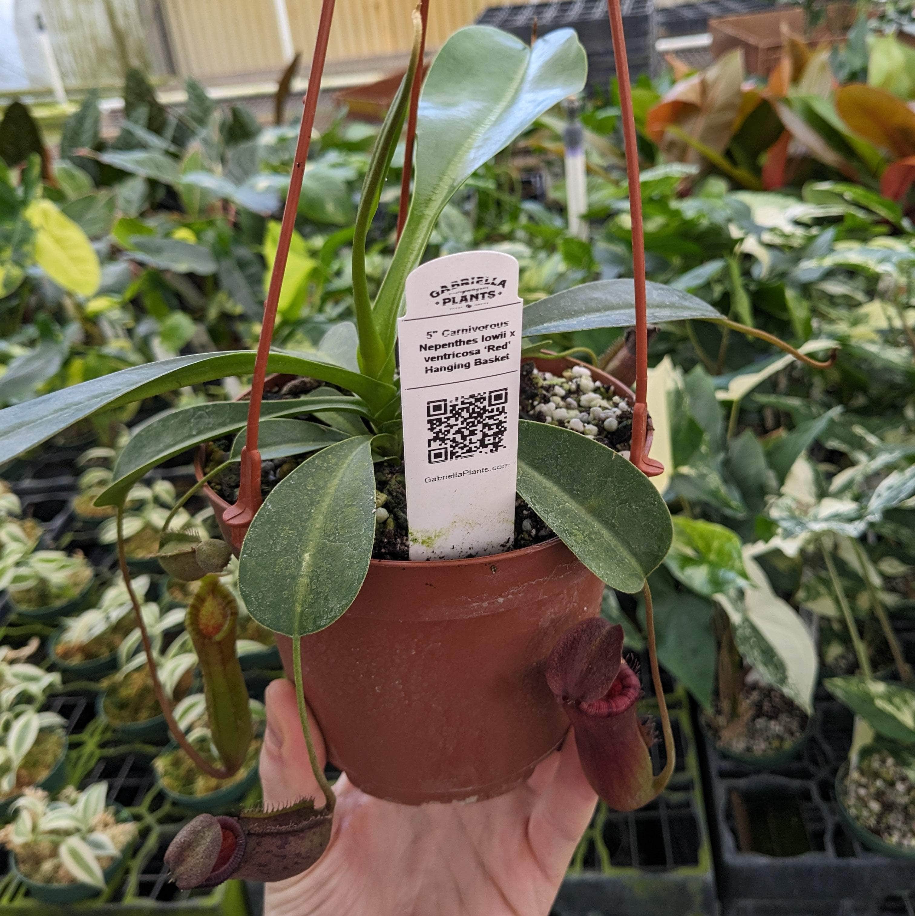 Carnivorous Nepenthes lowii x ventricosa ‘Red’ Hanging Basket - Gabriella Plants