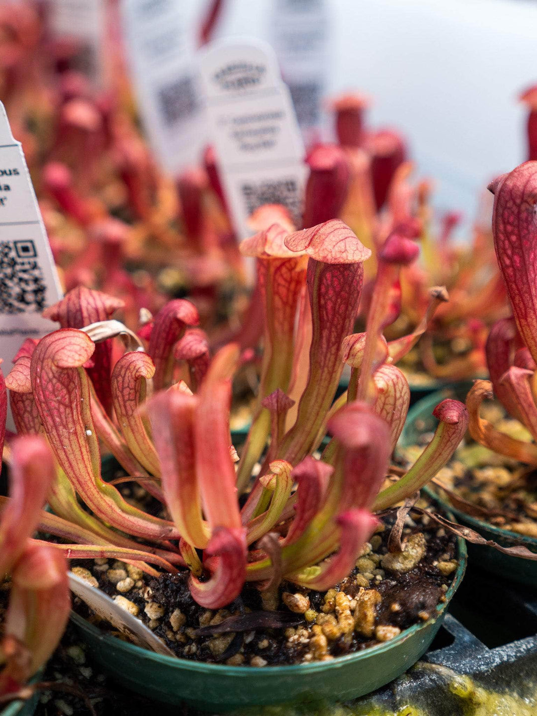 Carnivorous Sarracenia 'Bug Bat' - Gabriella Plants