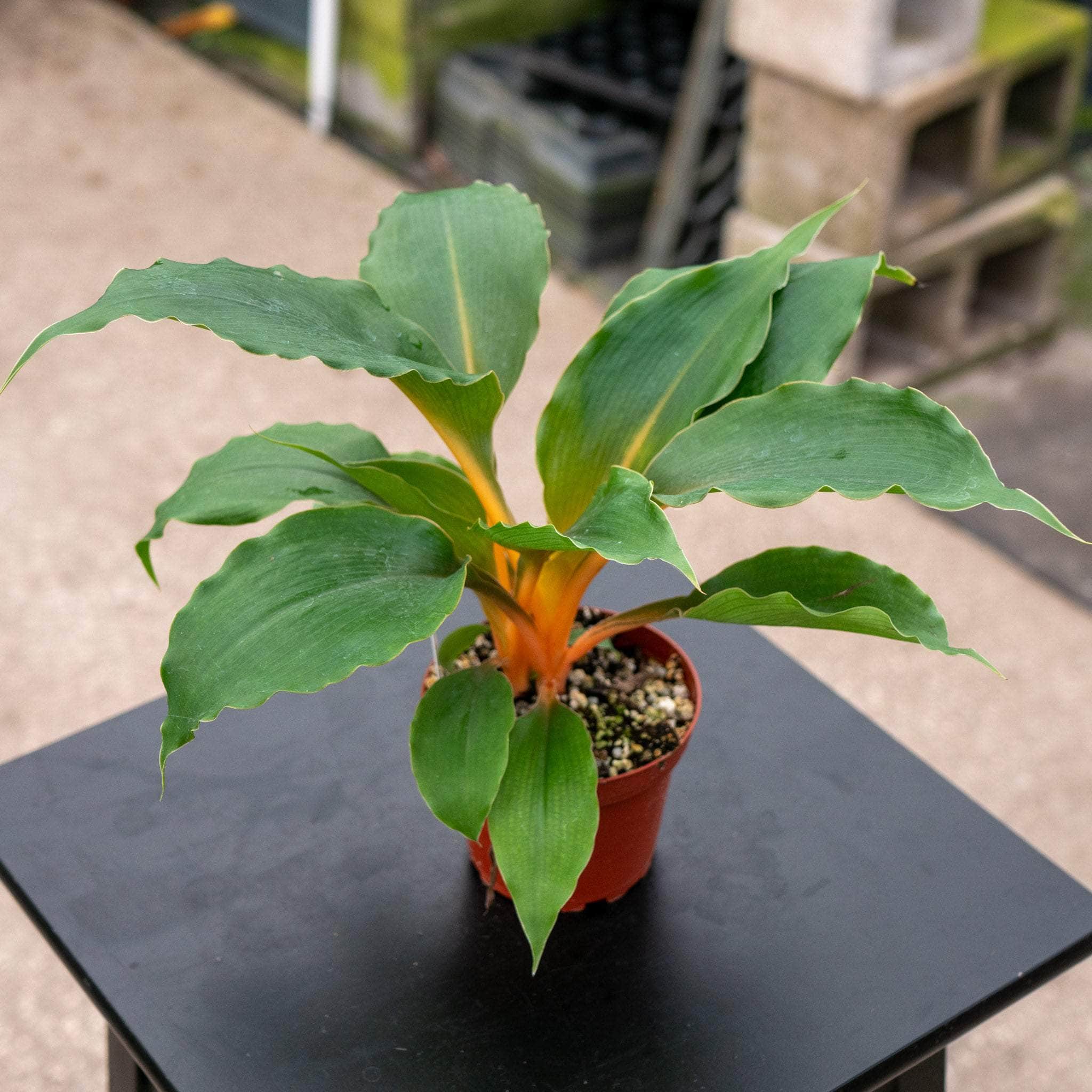 Chlorophytum 'Fire Flash' 'Mandarin Orange' - Gabriella Plants