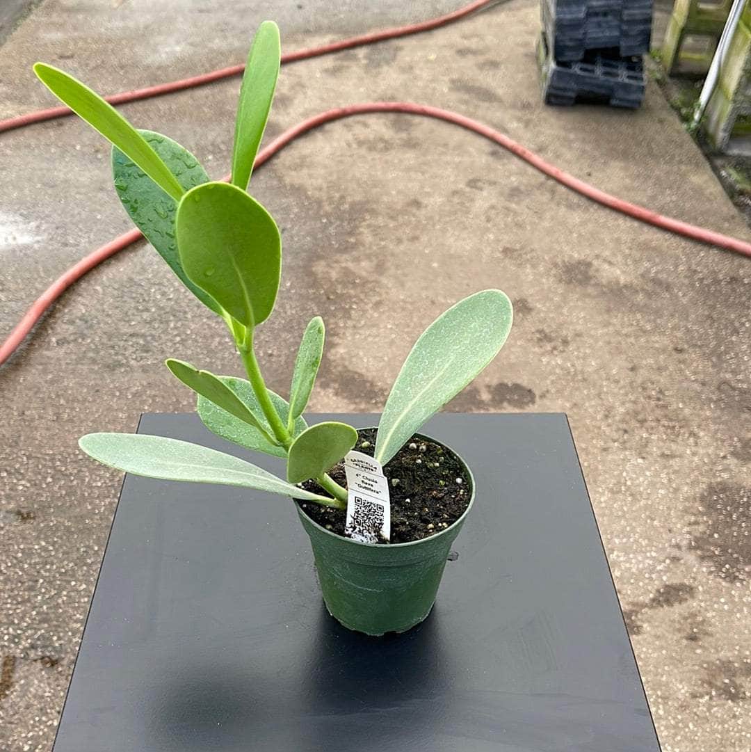 Clusia flava "Guttifera" - Gabriella Plants