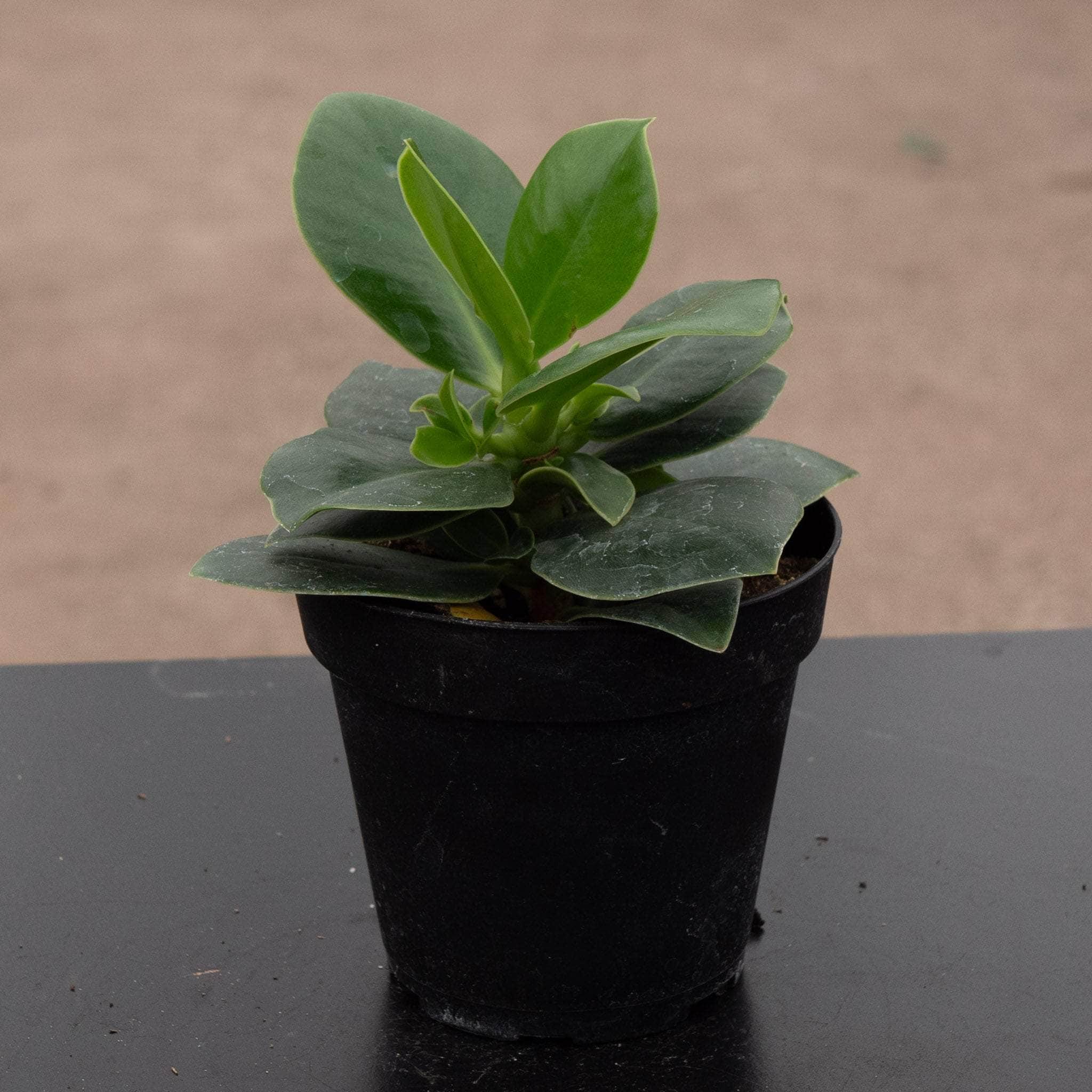 Clusia rosea 'Princess' - Gabriella Plants