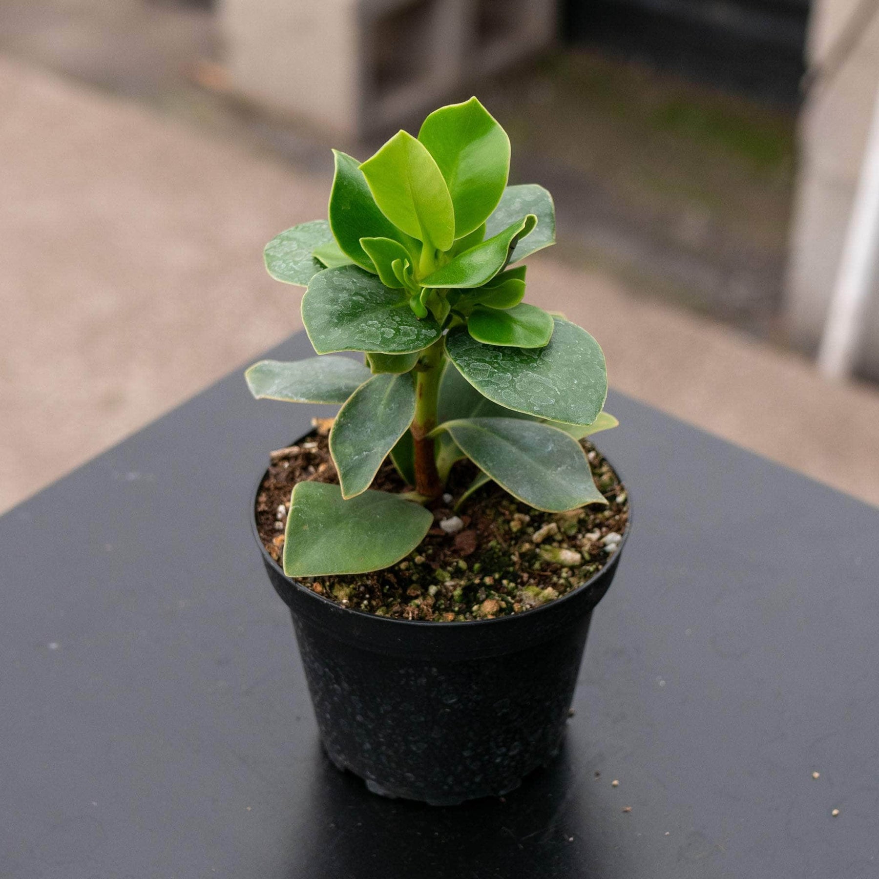 Clusia rosea 'Princess' - Gabriella Plants