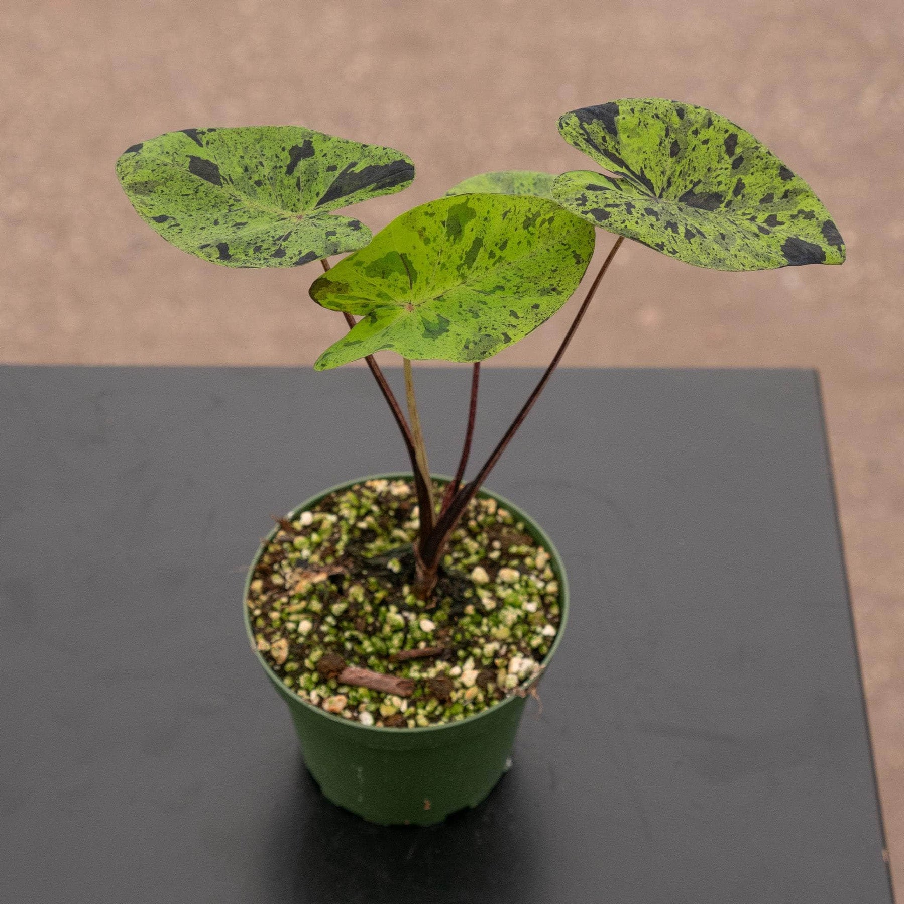 Colocasia esculenta 'Mojito' - Gabriella Plants