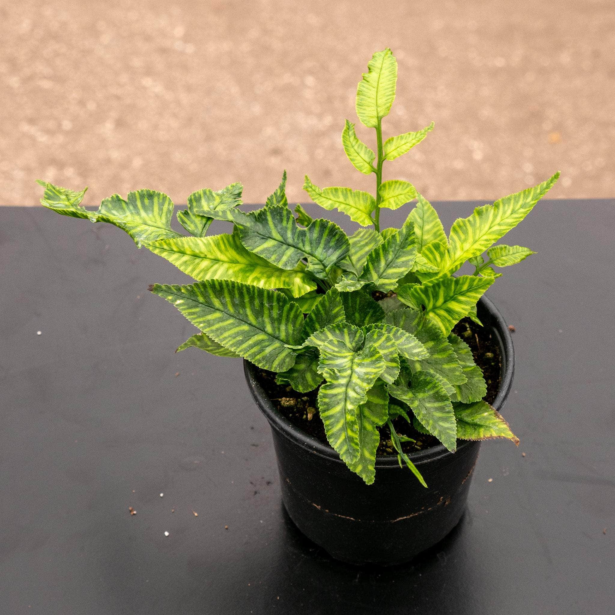 Coniogramme emeiensis 'Golden Zebra' "Bamboo Fern" - Gabriella Plants