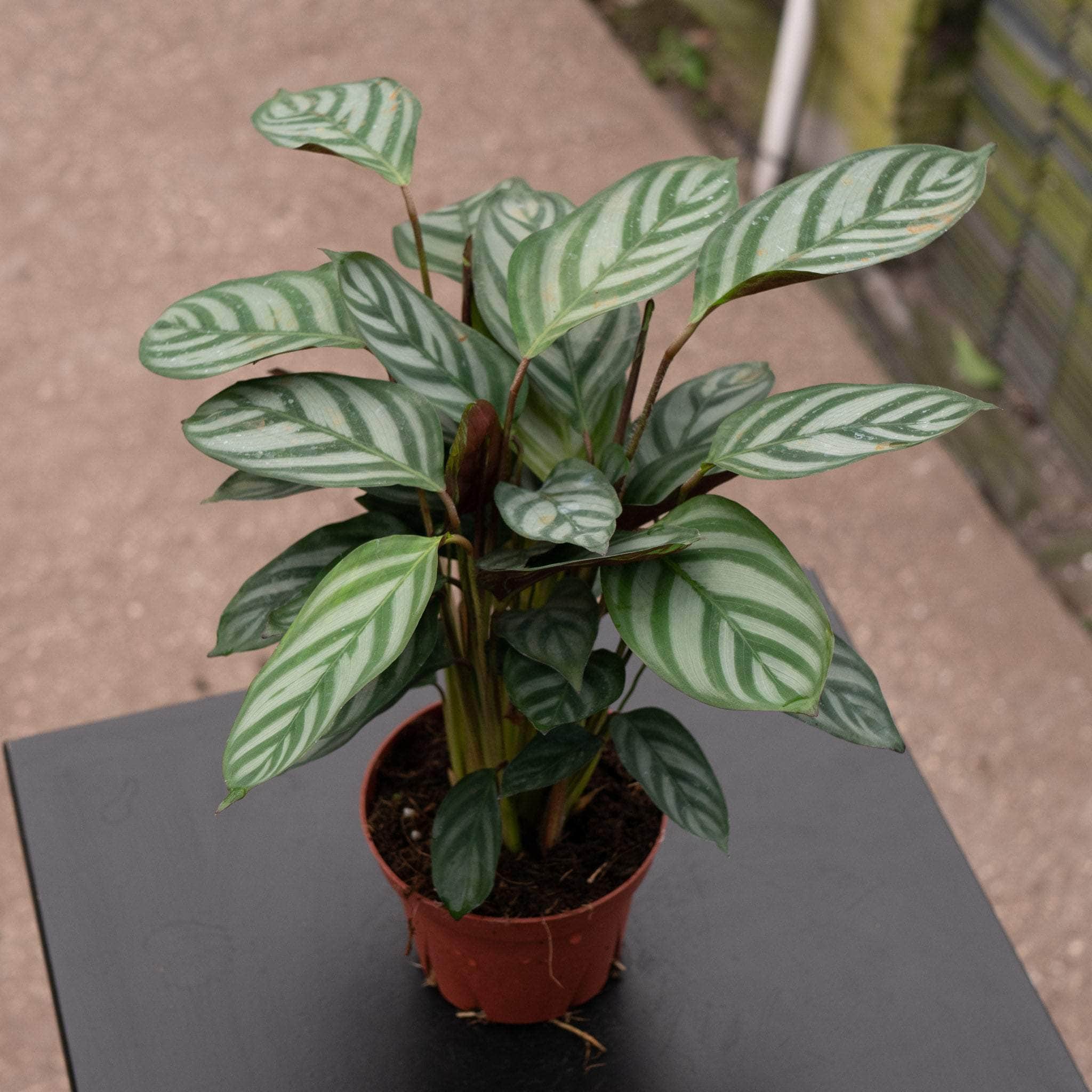 Ctenanthe setosa 'Grey Star' - Gabriella Plants