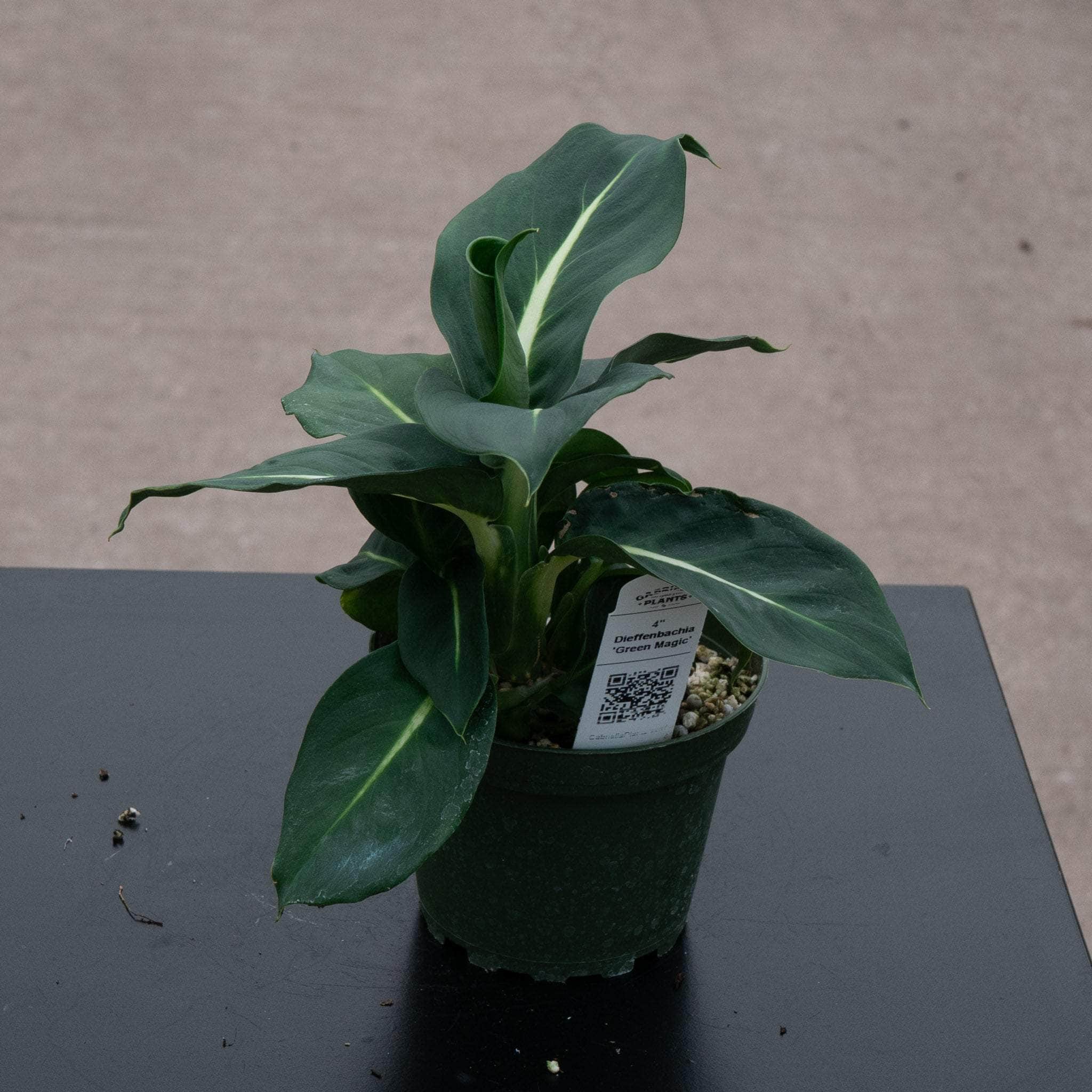 Dieffenbachia 'Green Magic' - Gabriella Plants