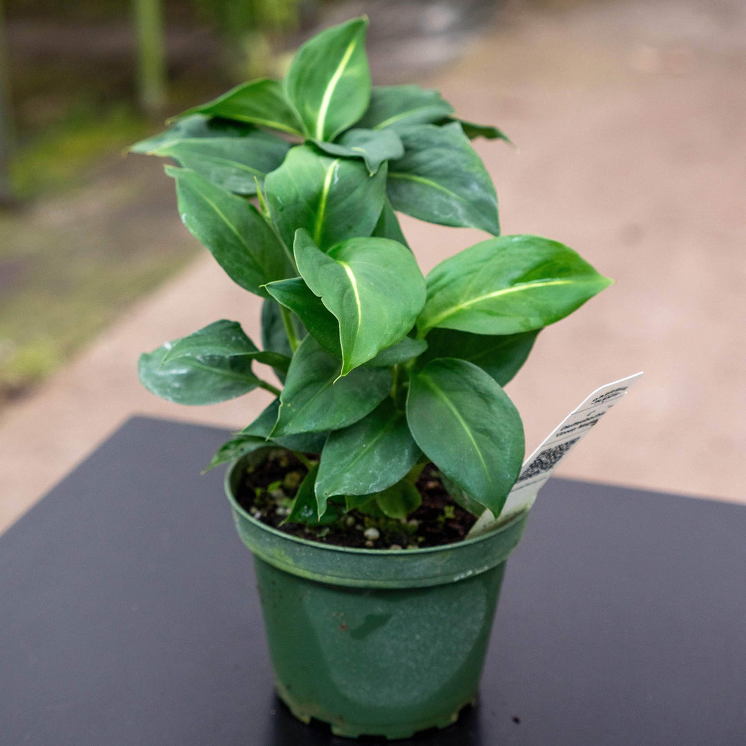 Dieffenbachia 'Green Magic' - Gabriella Plants