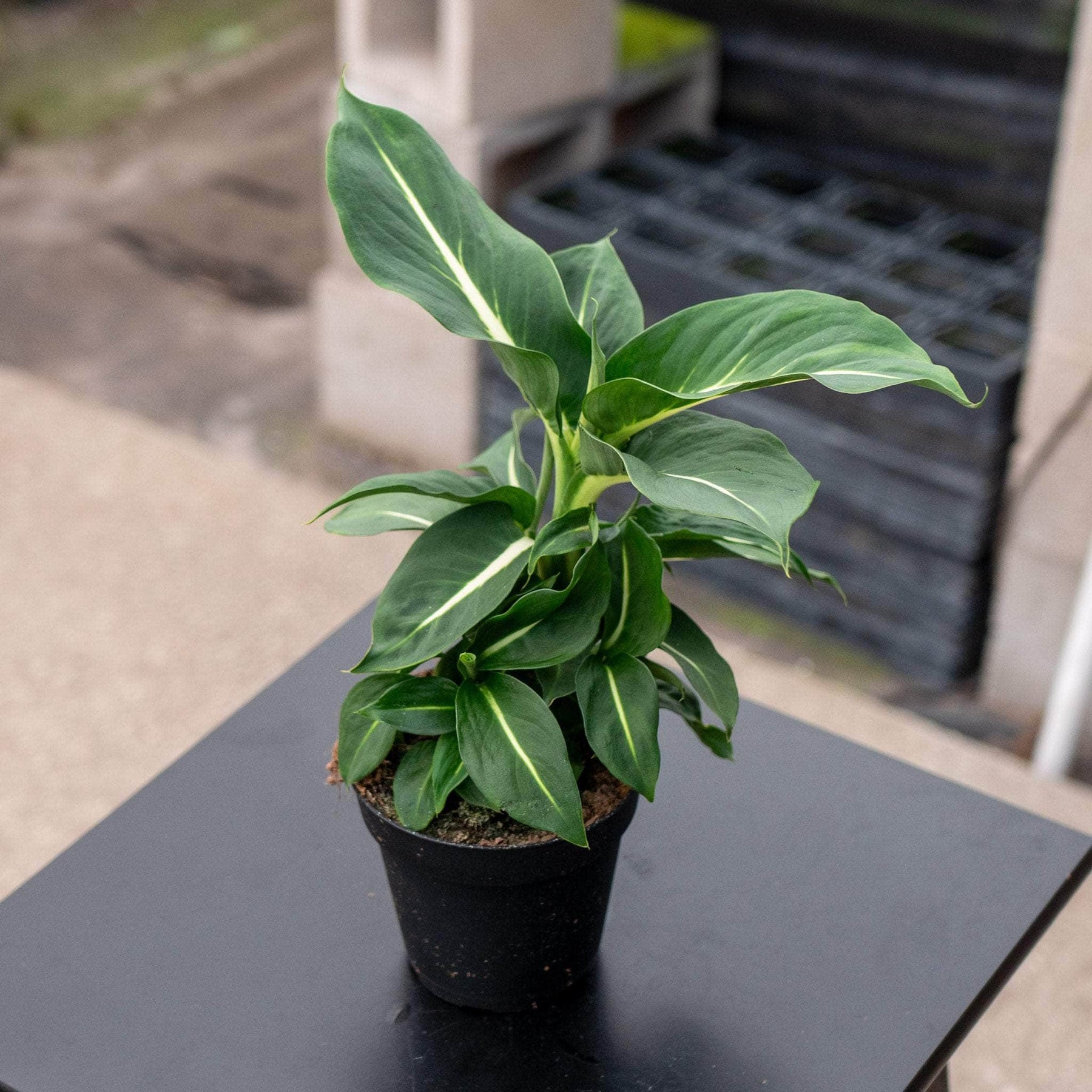 Dieffenbachia 'Green Magic' - Gabriella Plants