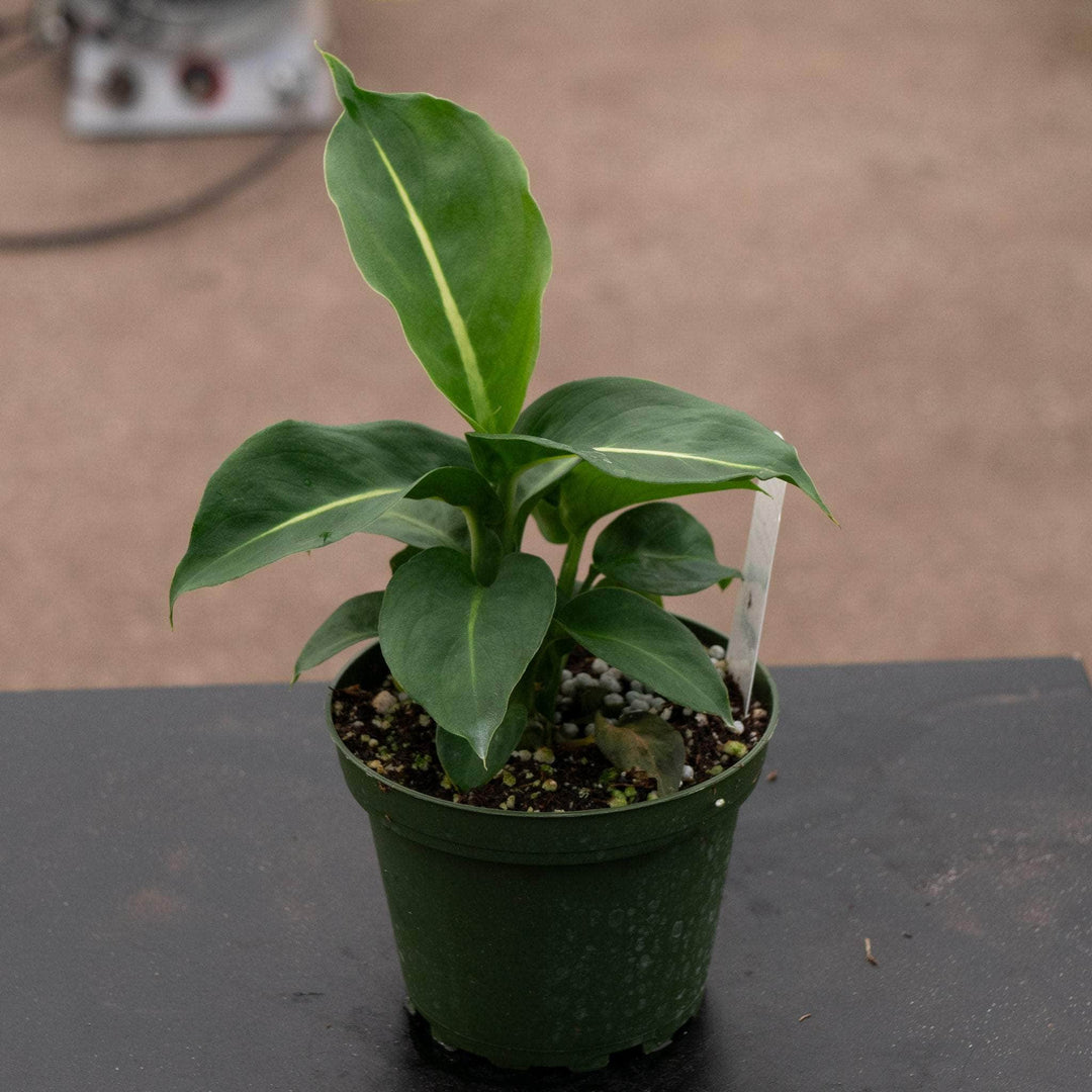 Dieffenbachia 'Green Magic' - Gabriella Plants