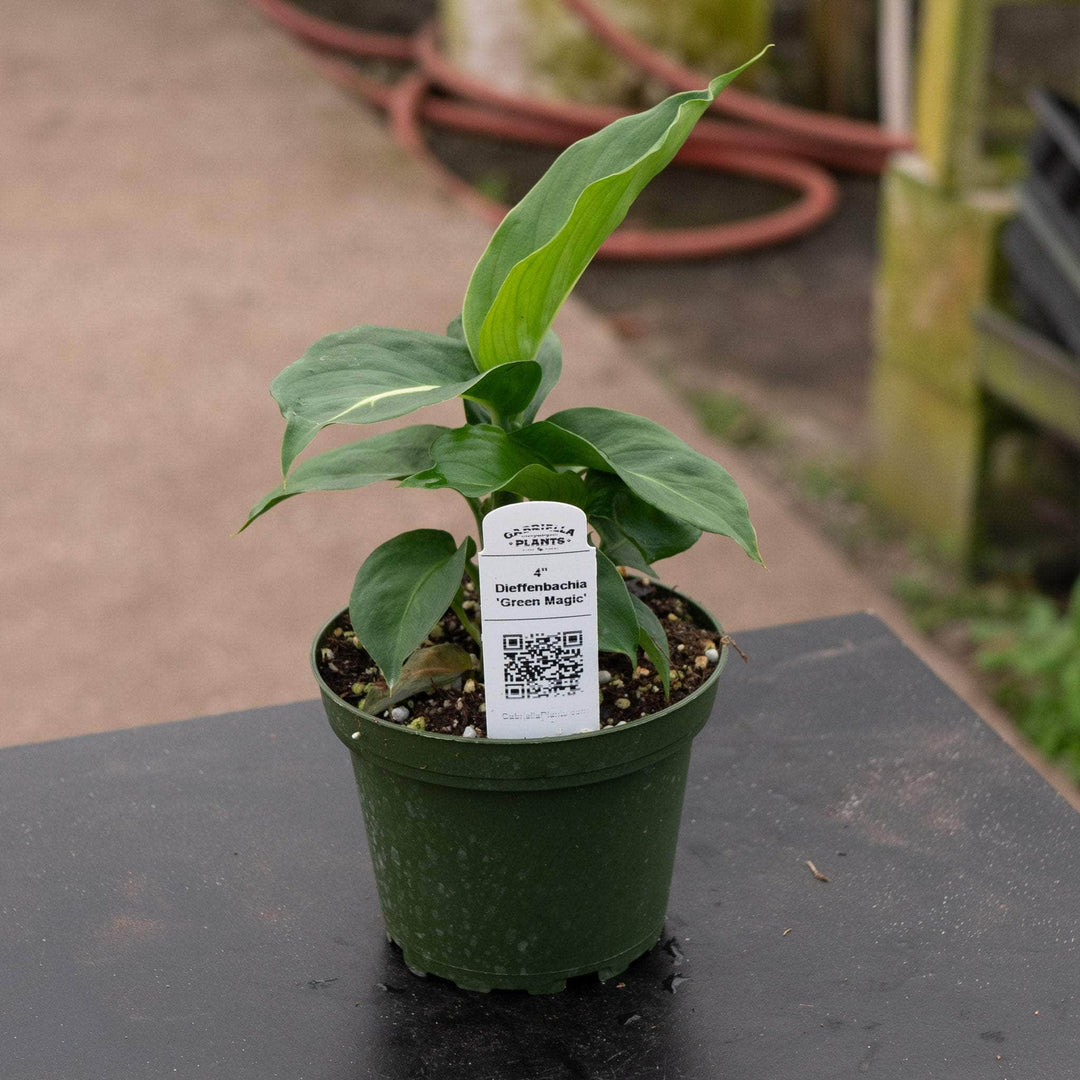 Dieffenbachia 'Green Magic' - Gabriella Plants