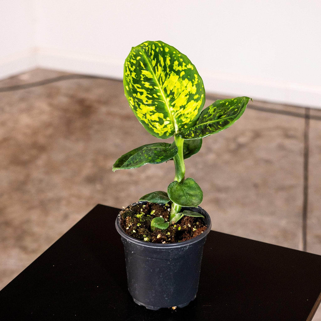 Dieffenbachia 'Reflector' - Gabriella Plants