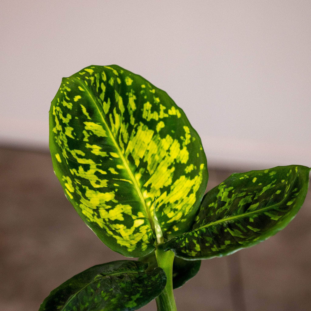 Dieffenbachia 'Reflector' - Gabriella Plants