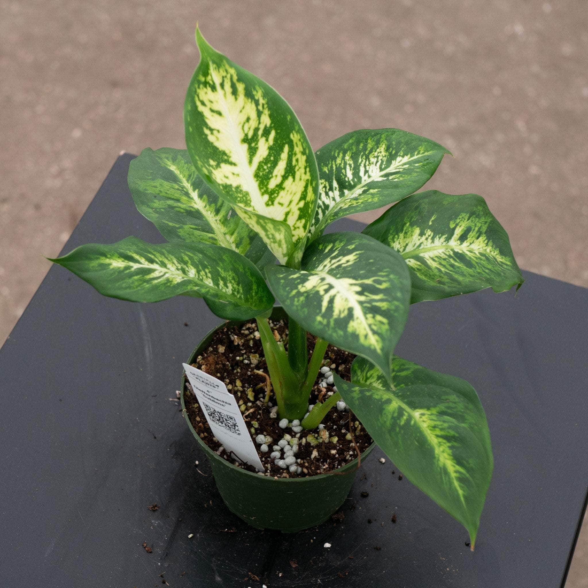Dieffenbachia 'Sublime' - Gabriella Plants