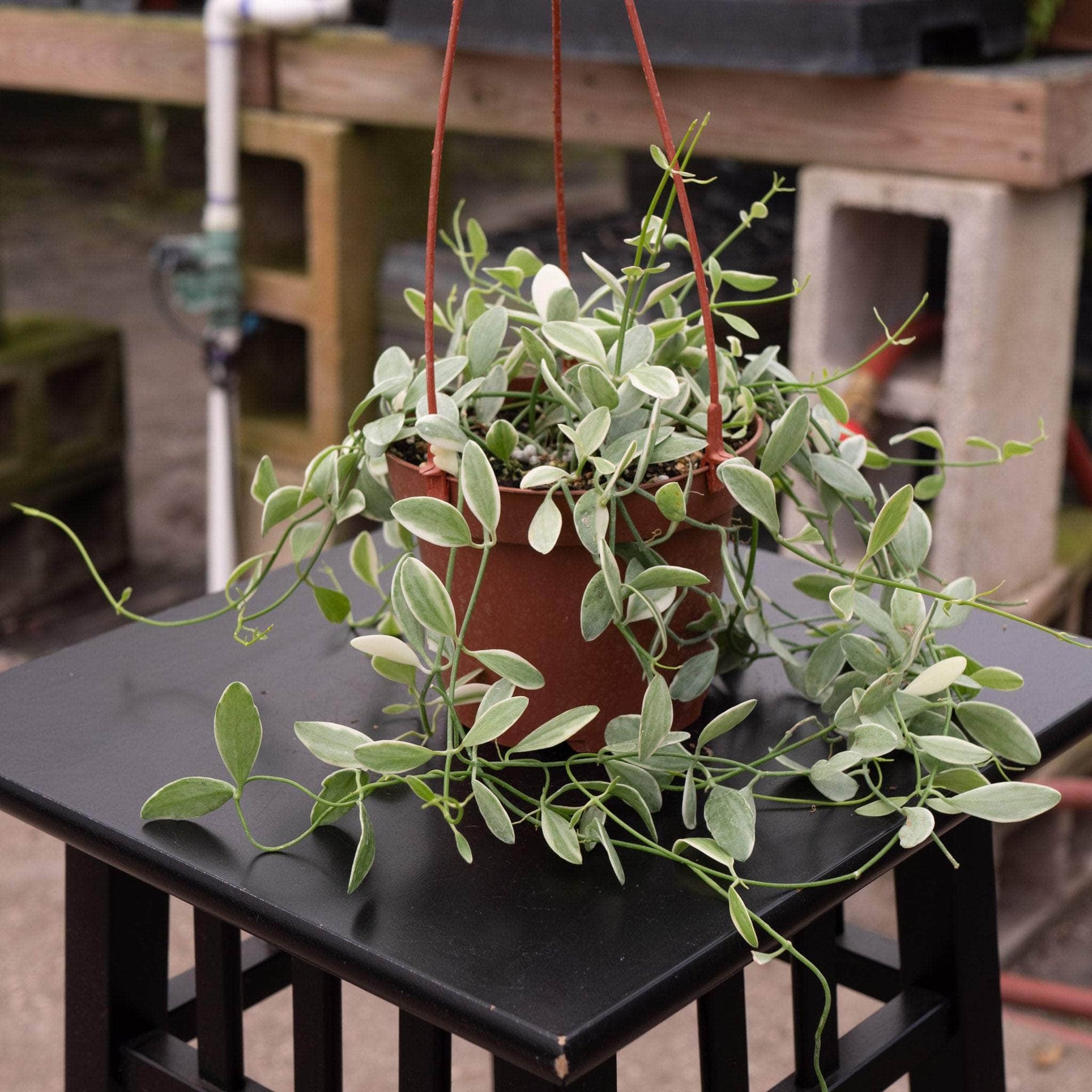 Dischidia oiantha 'Variegata' - Gabriella Plants