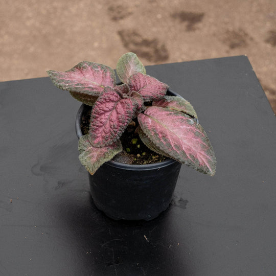Episcia Grower's Choice - Gabriella Plants