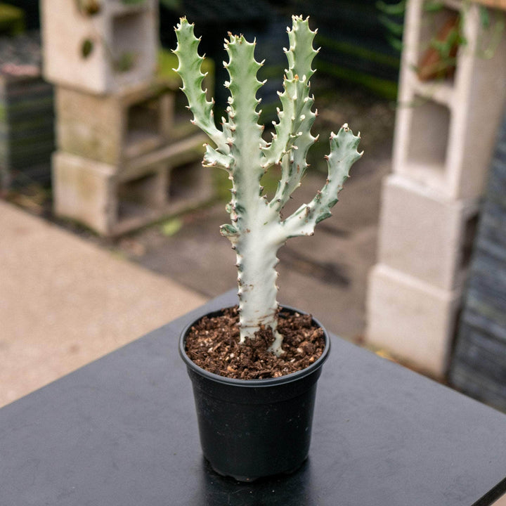 Euphorbia lactea Variegated 'Dragon Bones' 'White Ghost' - Gabriella Plants