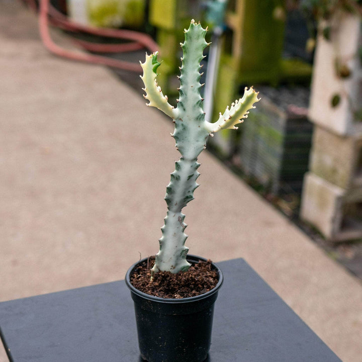 Euphorbia lactea Variegated 'Dragon Bones' 'White Ghost' - Gabriella Plants